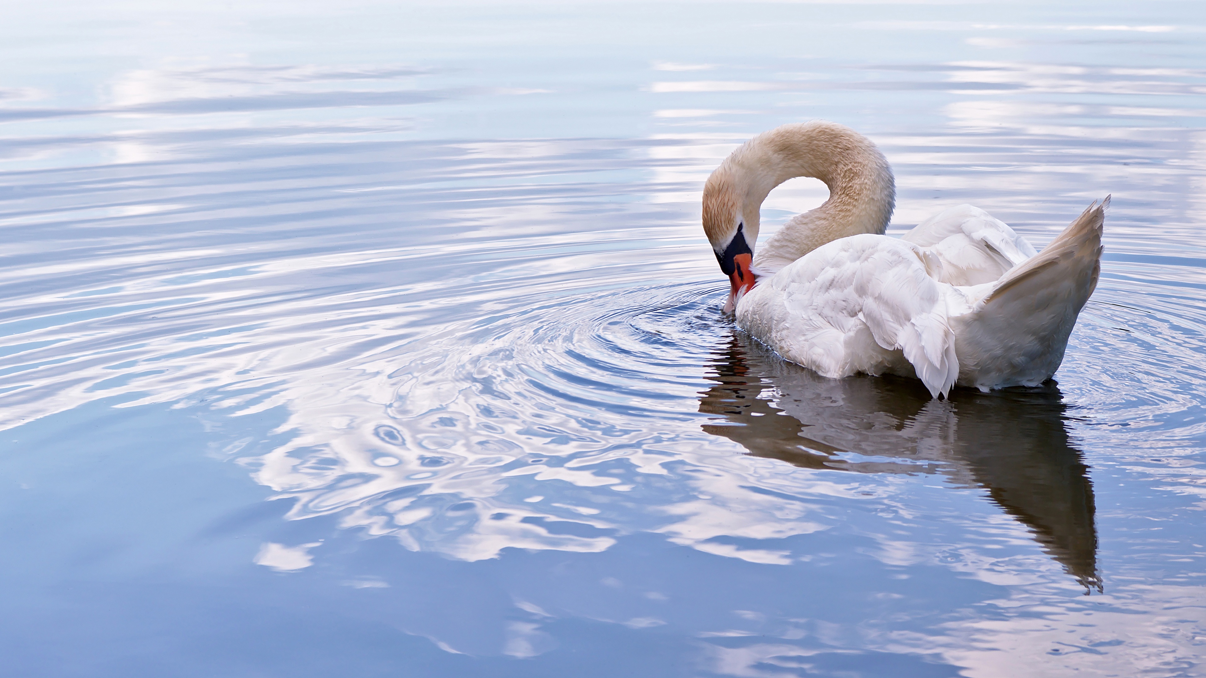 Download Bird Swan Animal Mute Swan 4k Ultra HD Wallpaper