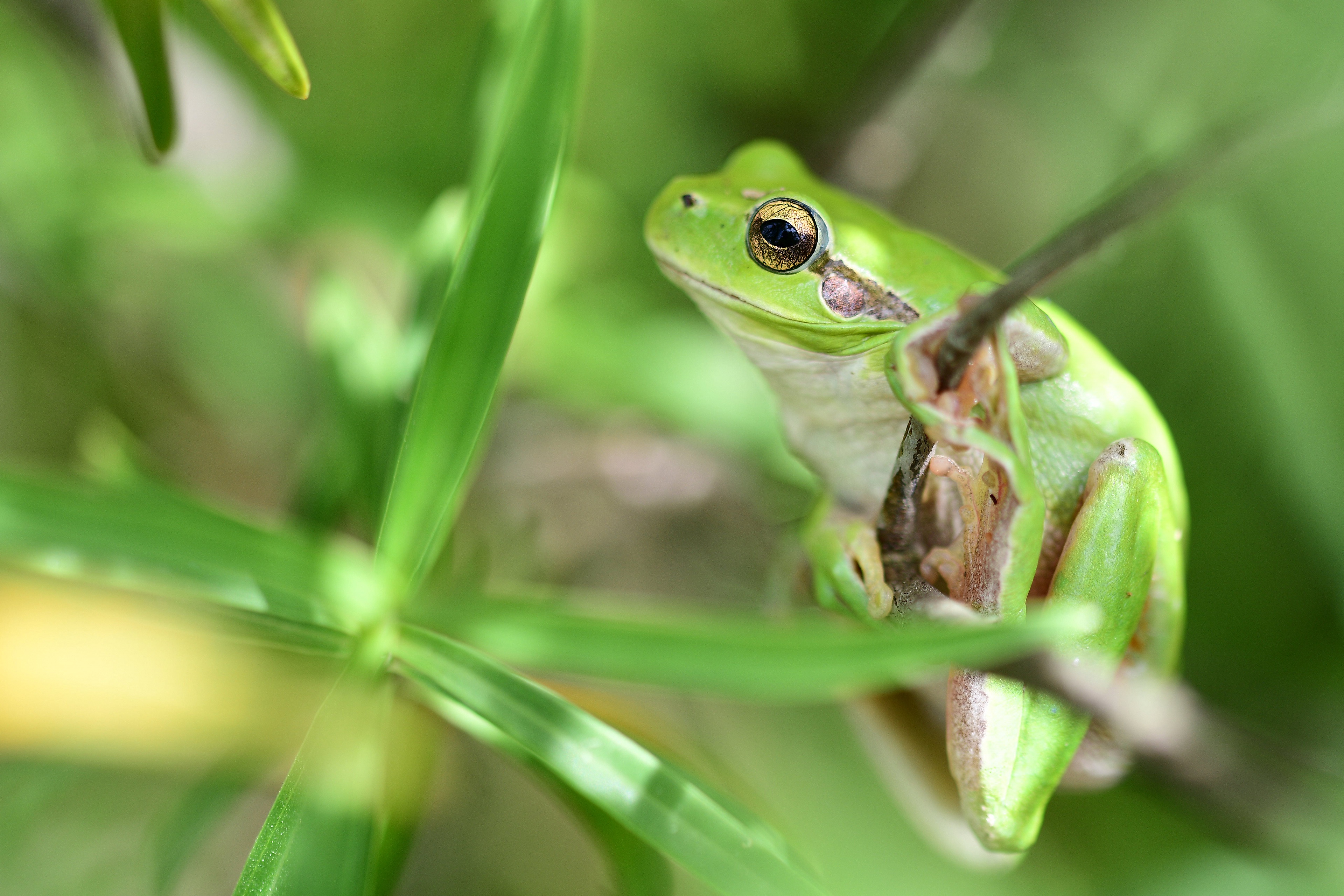 Download Amphibian Animal Frog 4k Ultra HD Wallpaper