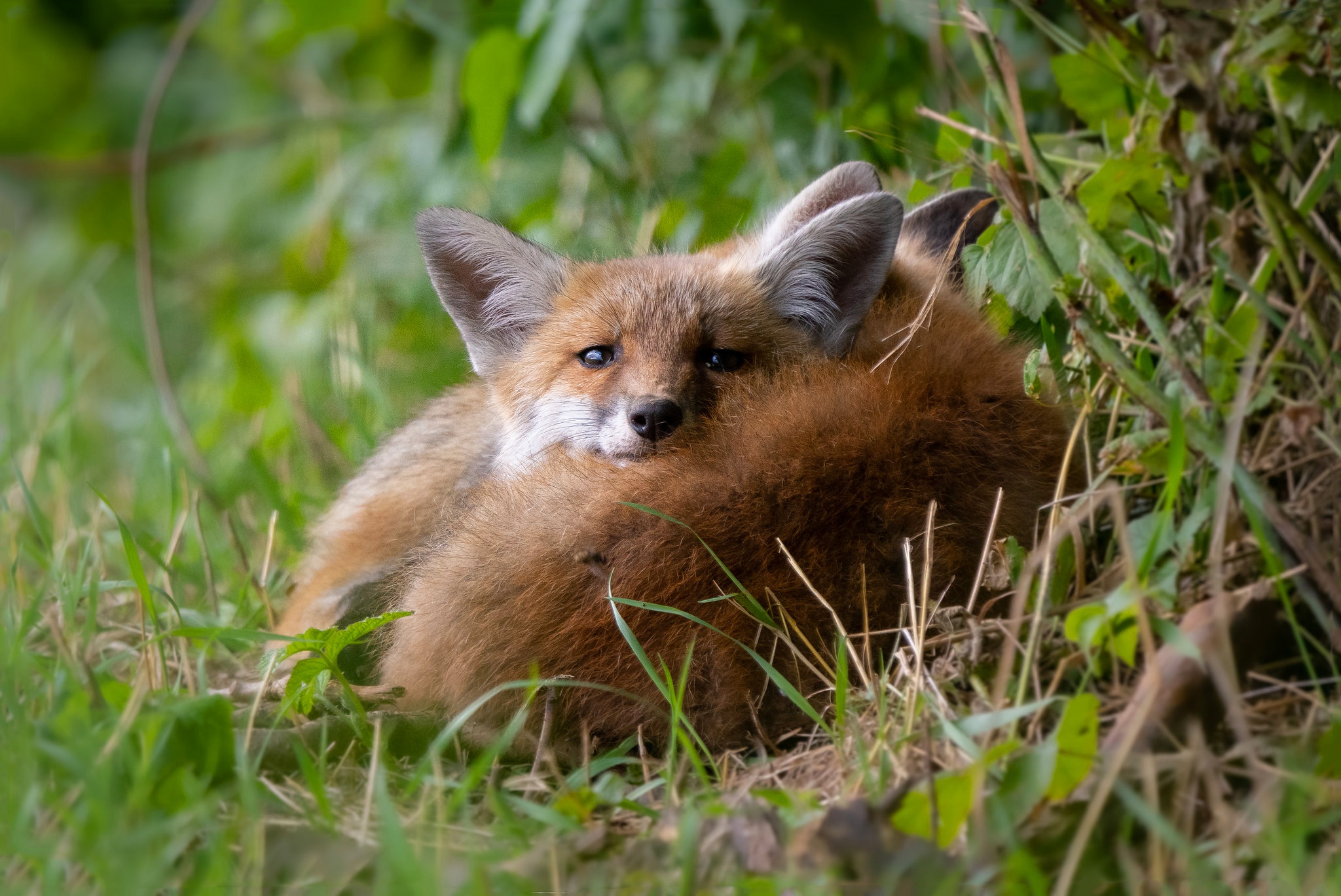 Fox HD Wallpaper