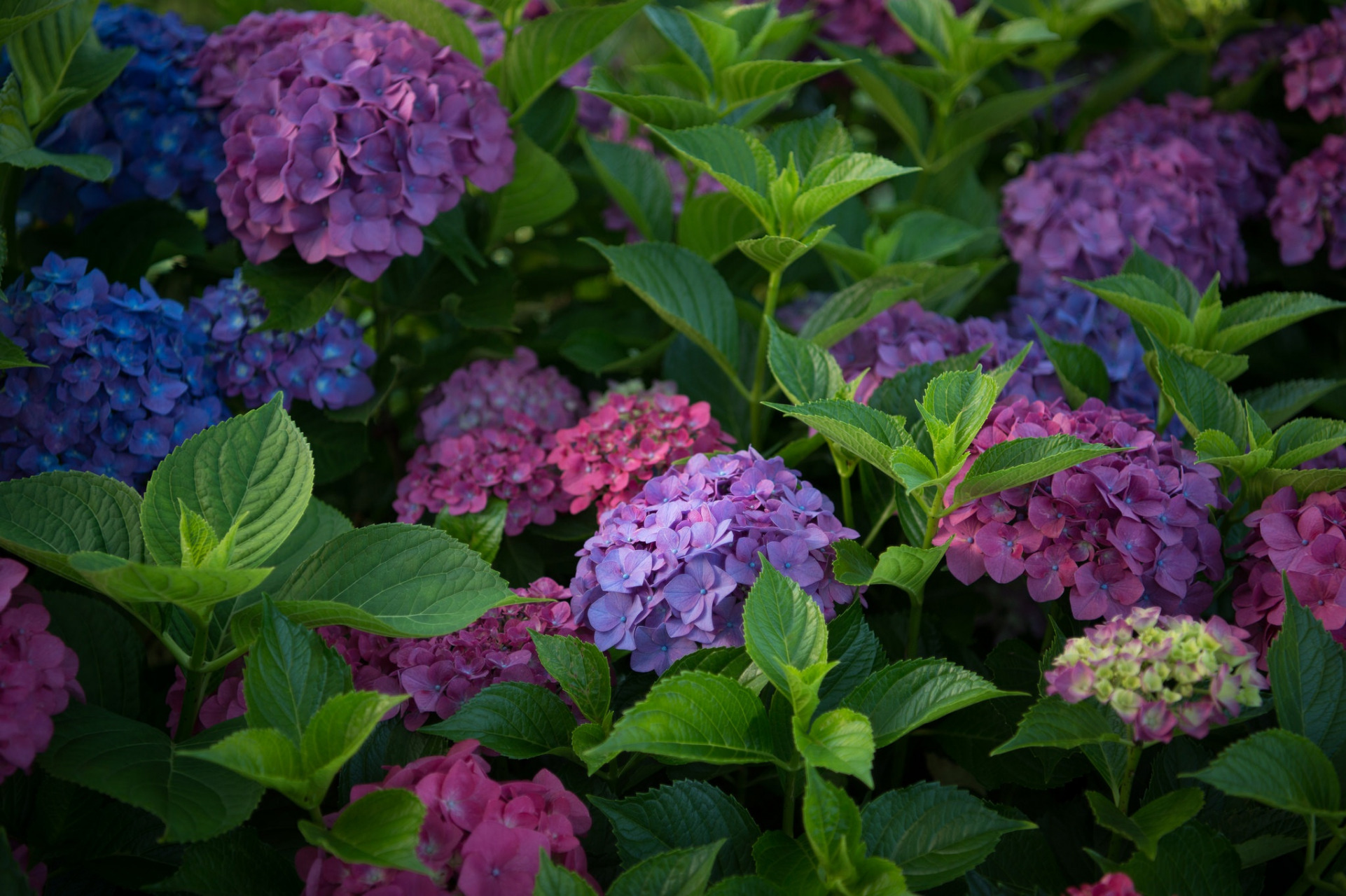 Vibrant Hydrangea Blooms: Pink, Blue & Purple Nature HD Wallpaper