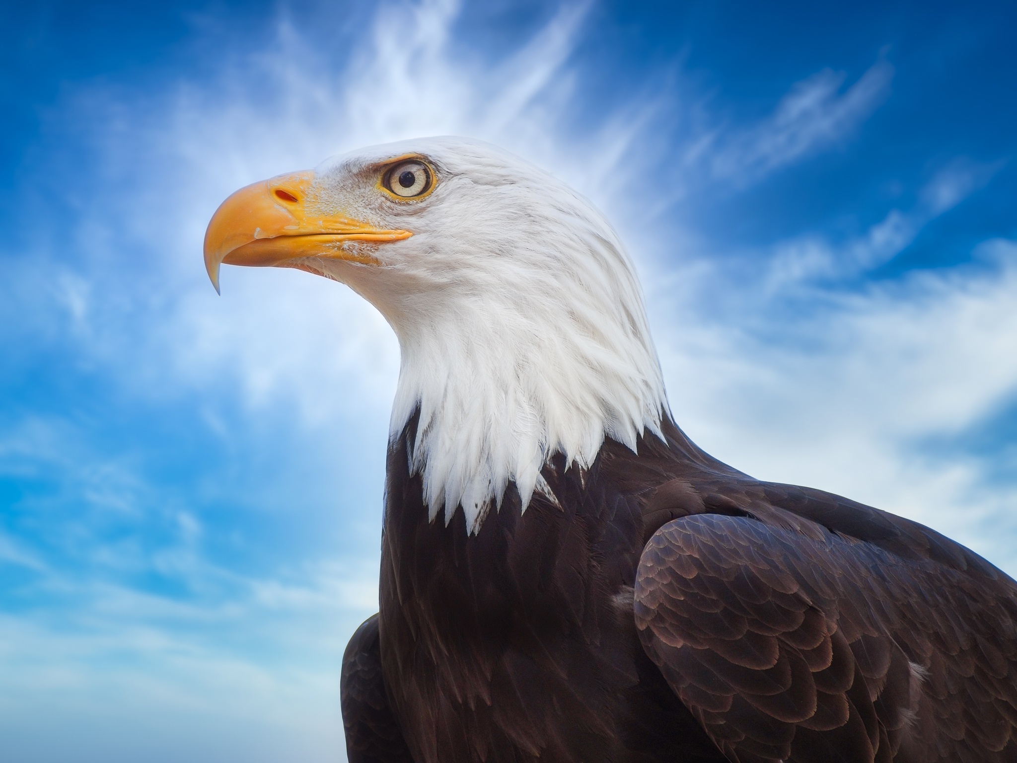 Download Bird Of Prey Bird Animal Bald Eagle HD Wallpaper