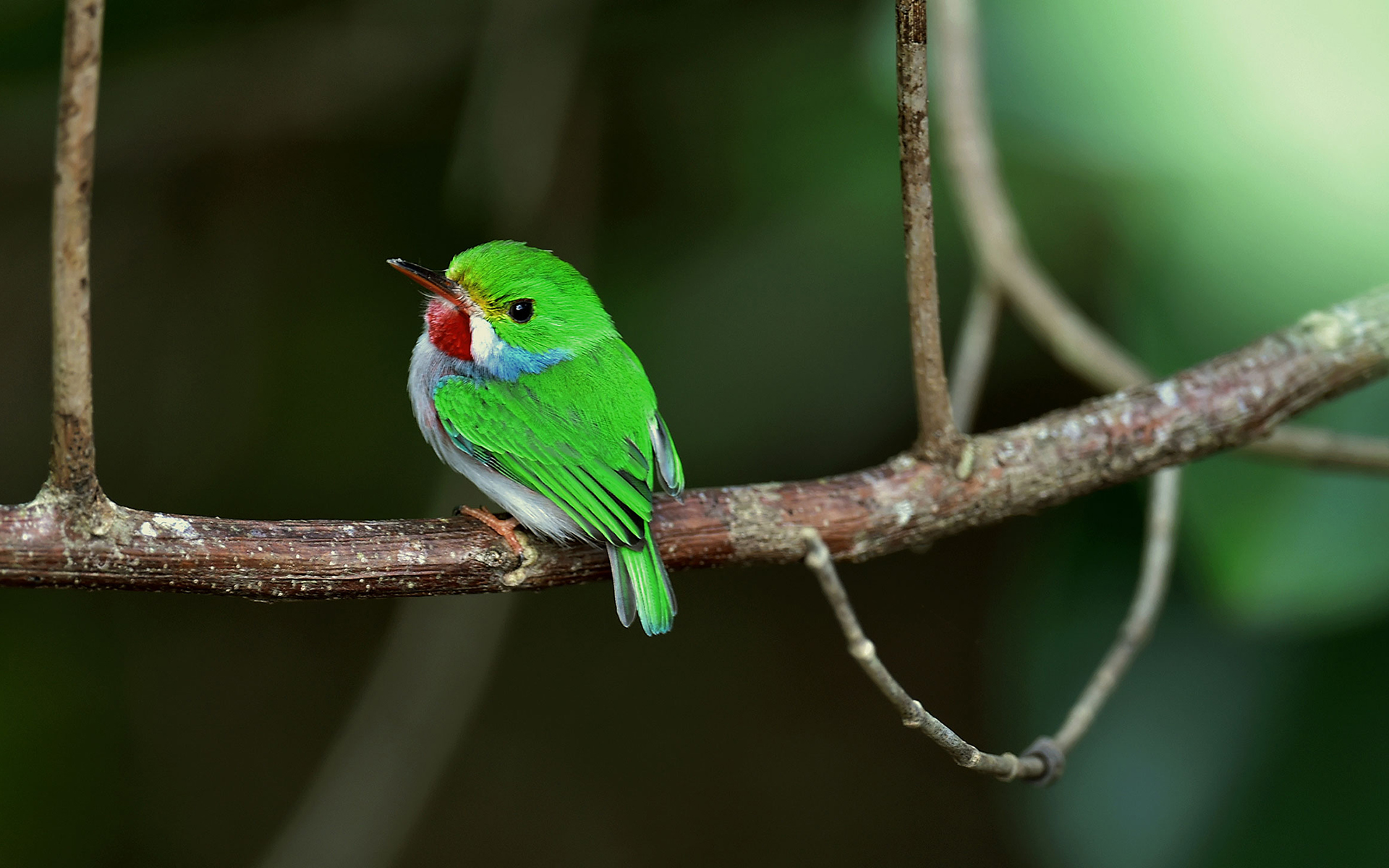Download Cuban Tody Animal Bird HD Wallpaper