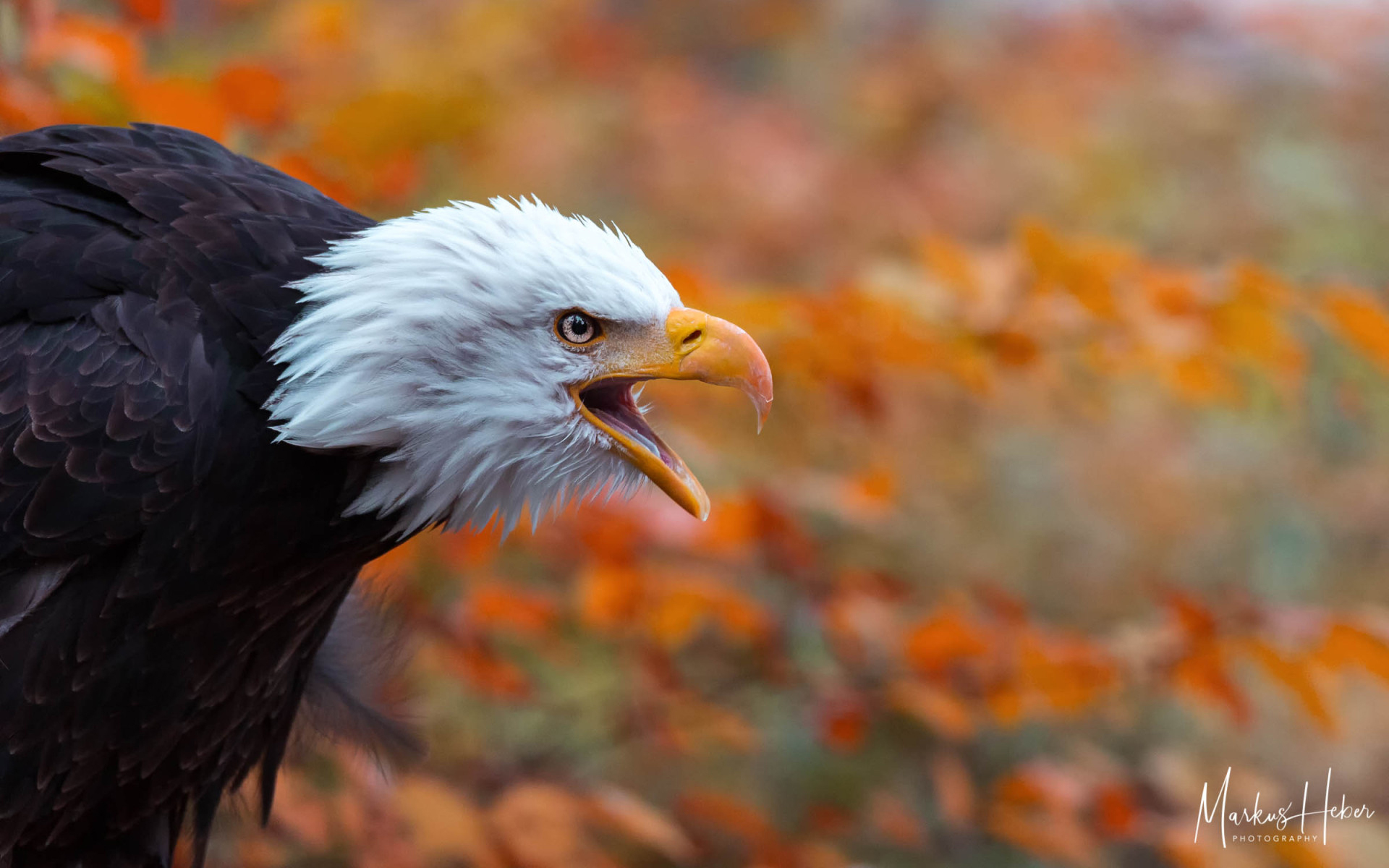 Bald Eagle HD Wallpaper