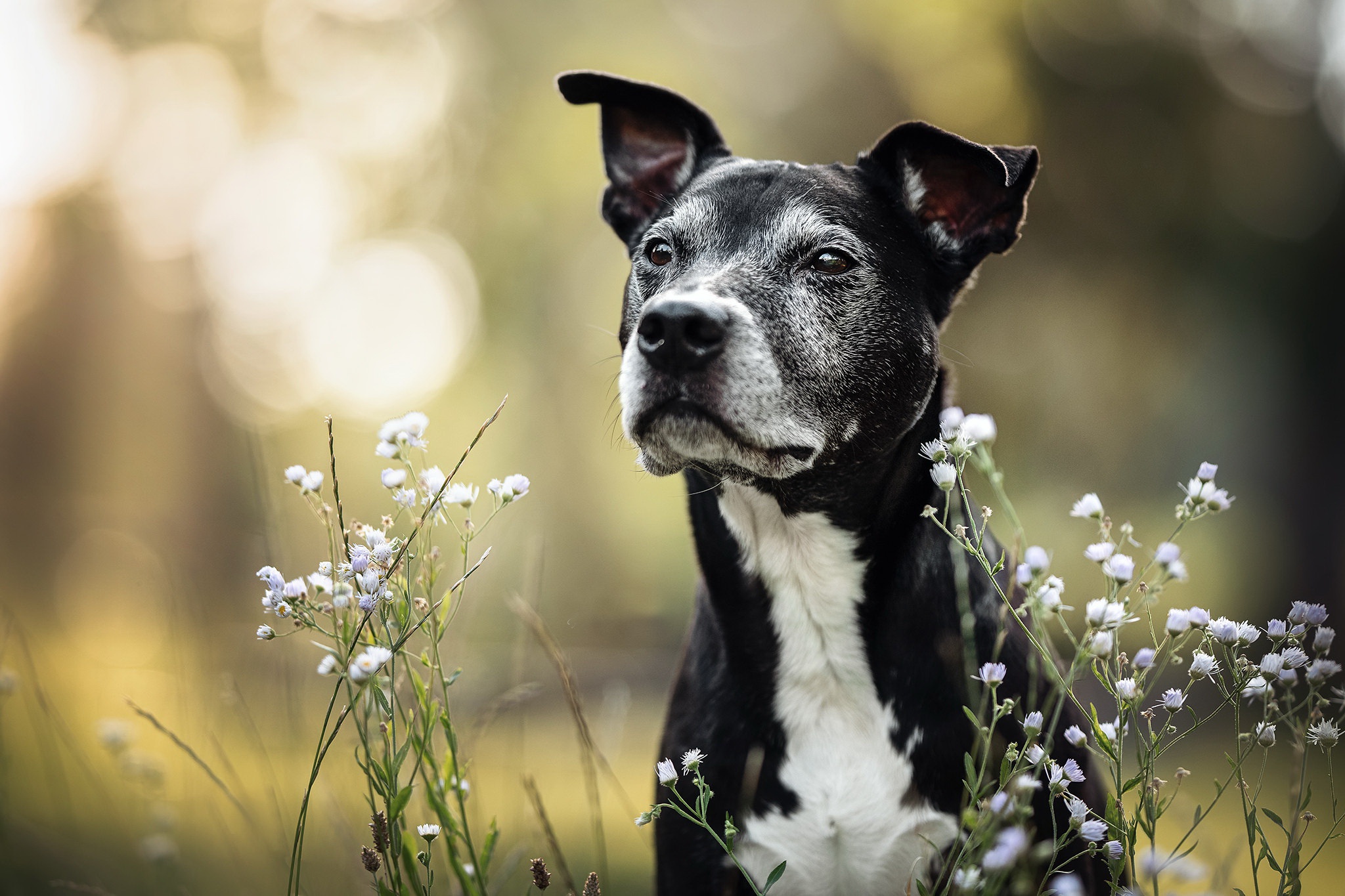 Download Bokeh Animal Dog HD Wallpaper