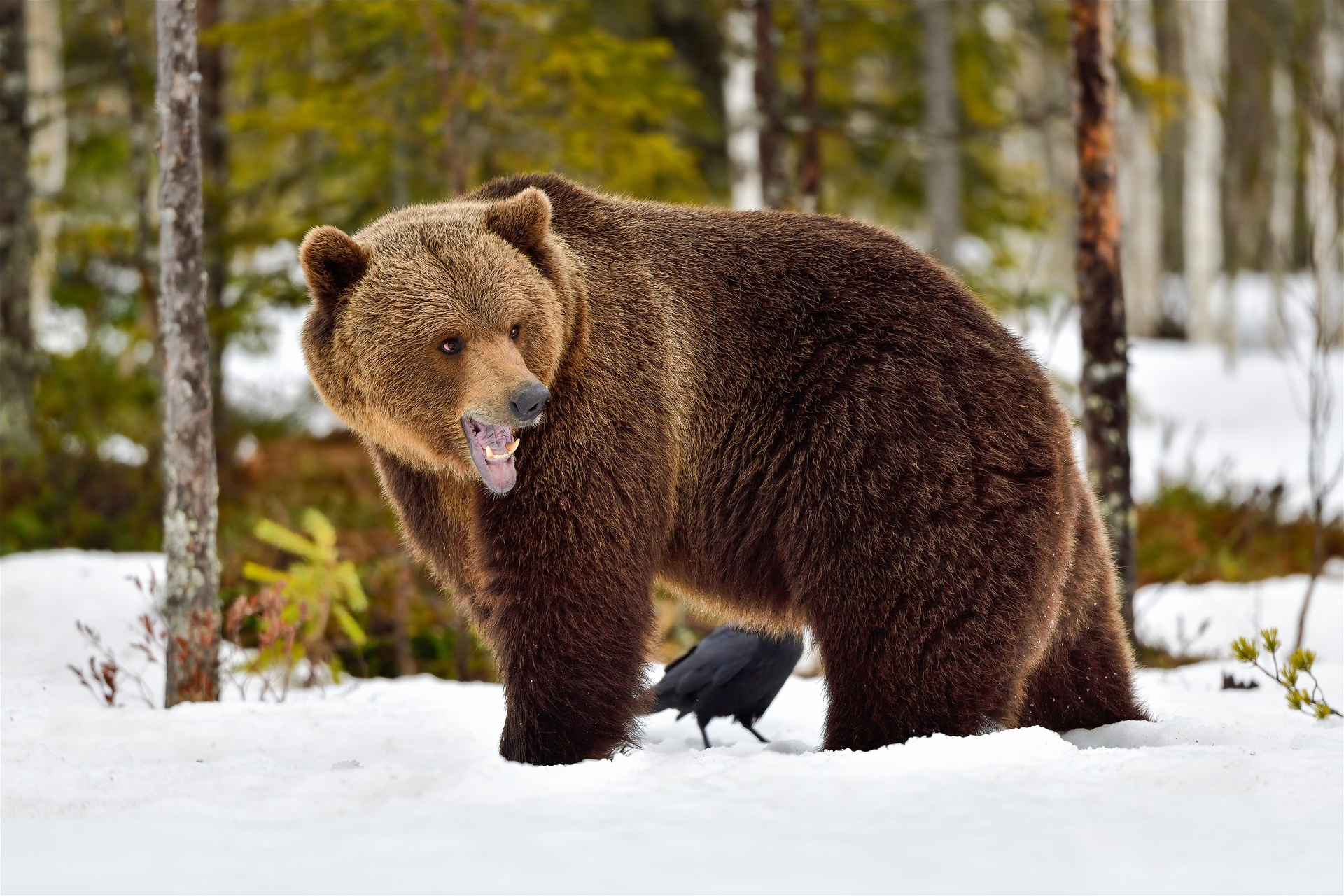 Bear HD Wallpaper