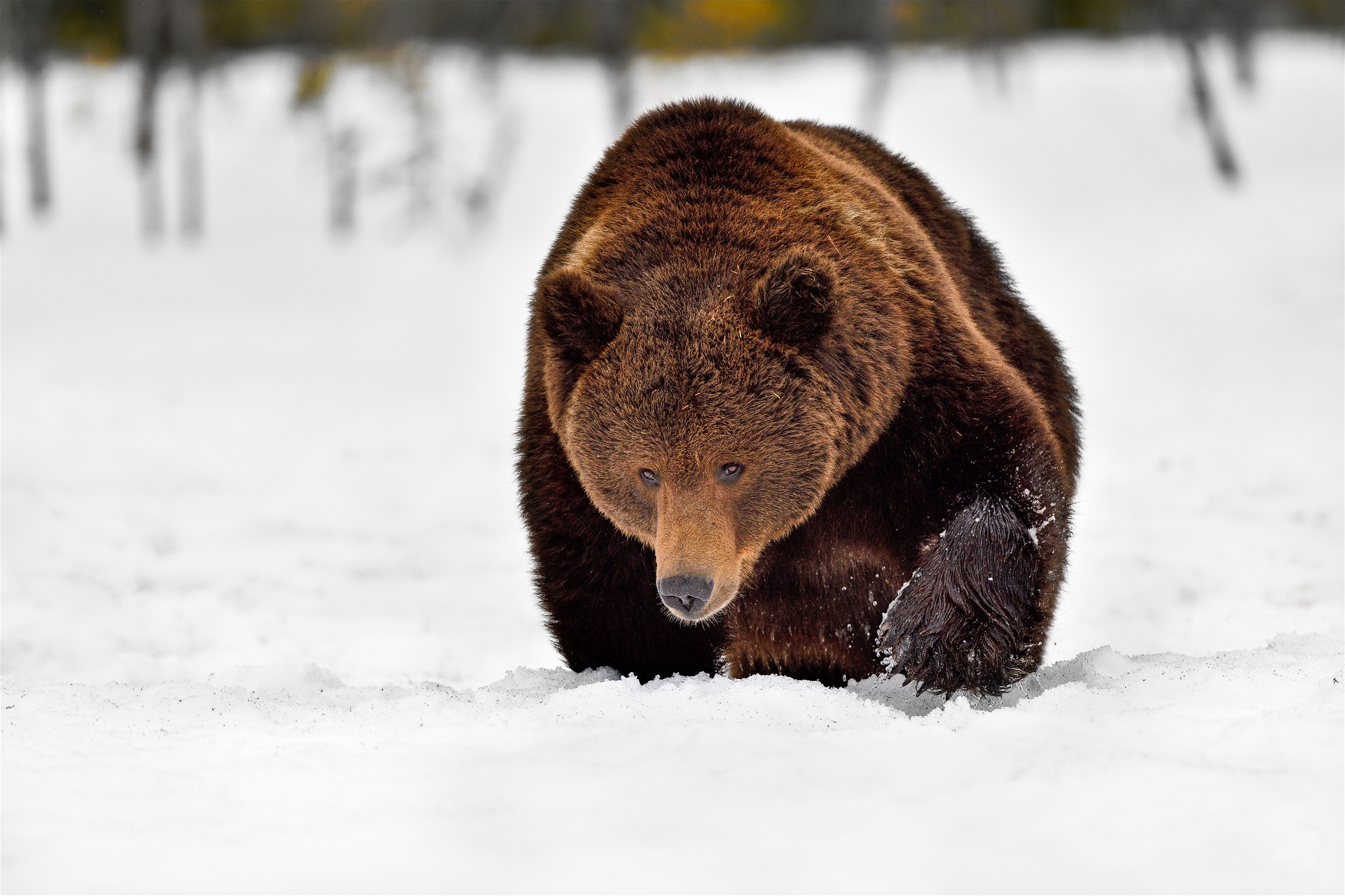 Download Snow Winter Animal Bear HD Wallpaper