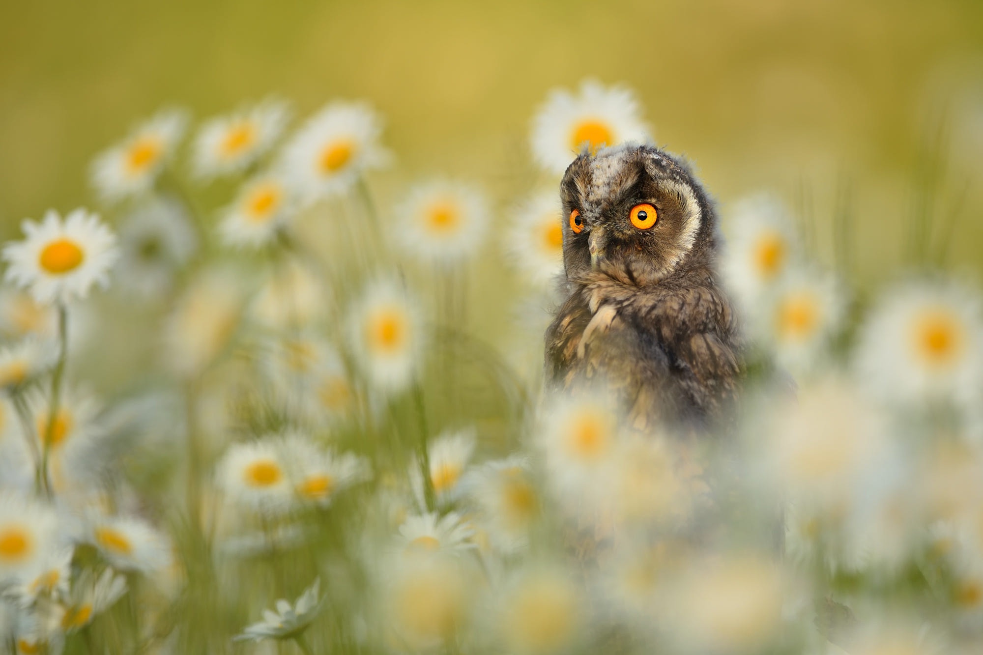 Owl With Rose Wallpaper