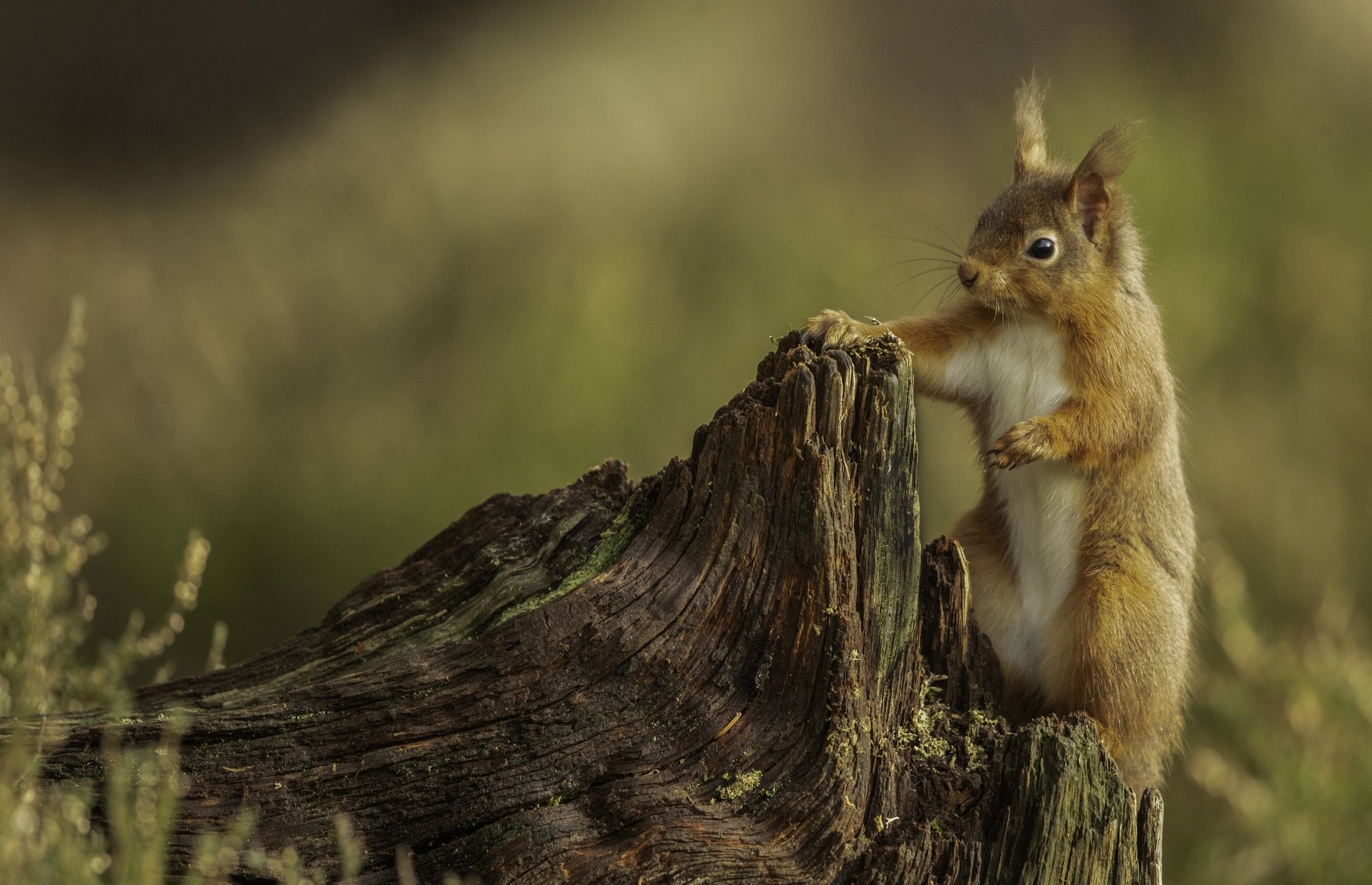Download Rodent Animal Squirrel 4k Ultra HD Wallpaper