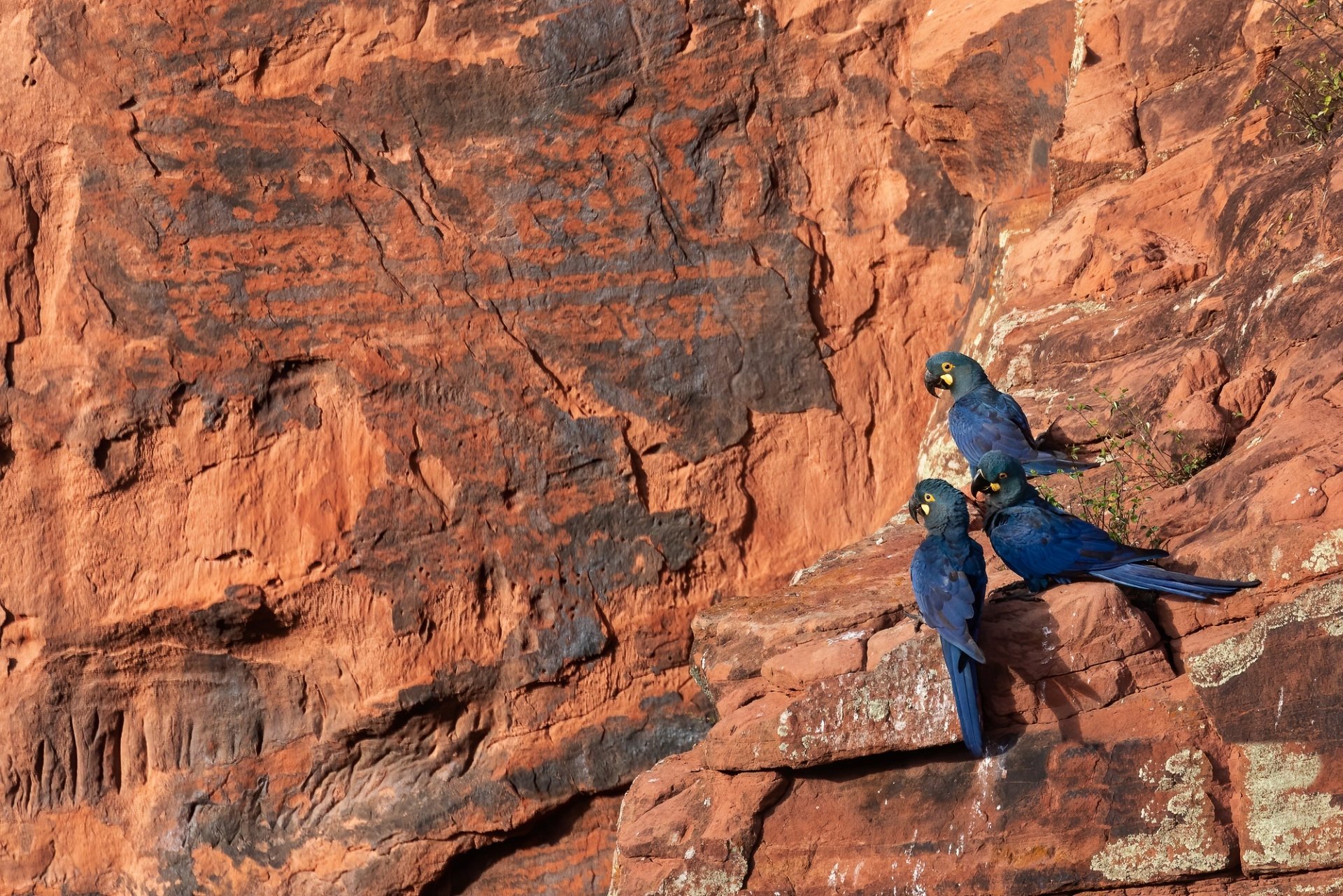 Download Parrot Bird Animal Hyacinth Macaw HD Wallpaper