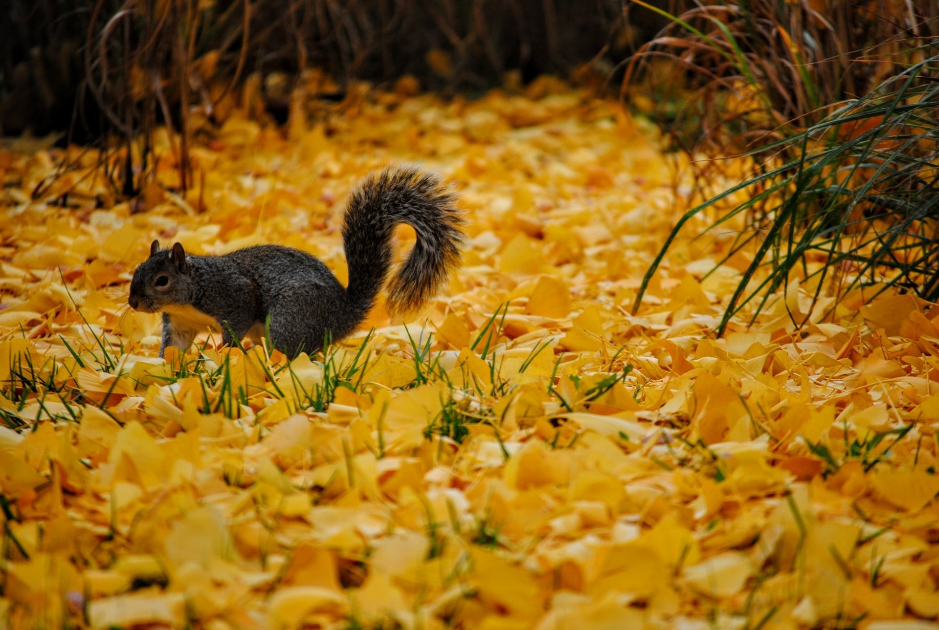 Download Rodent Fall Animal Squirrel HD Wallpaper