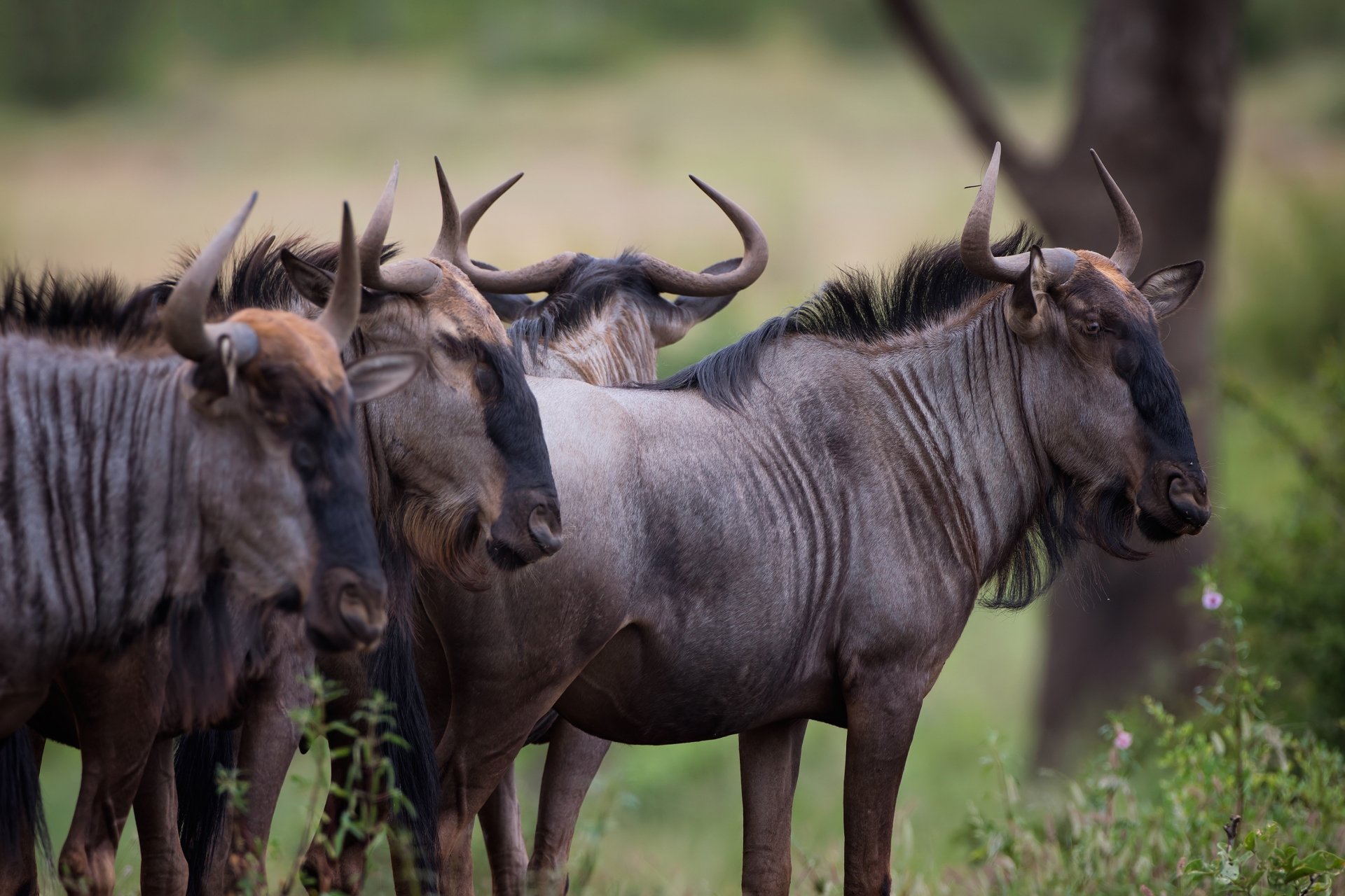 Download Animal Wildebeest HD Wallpaper