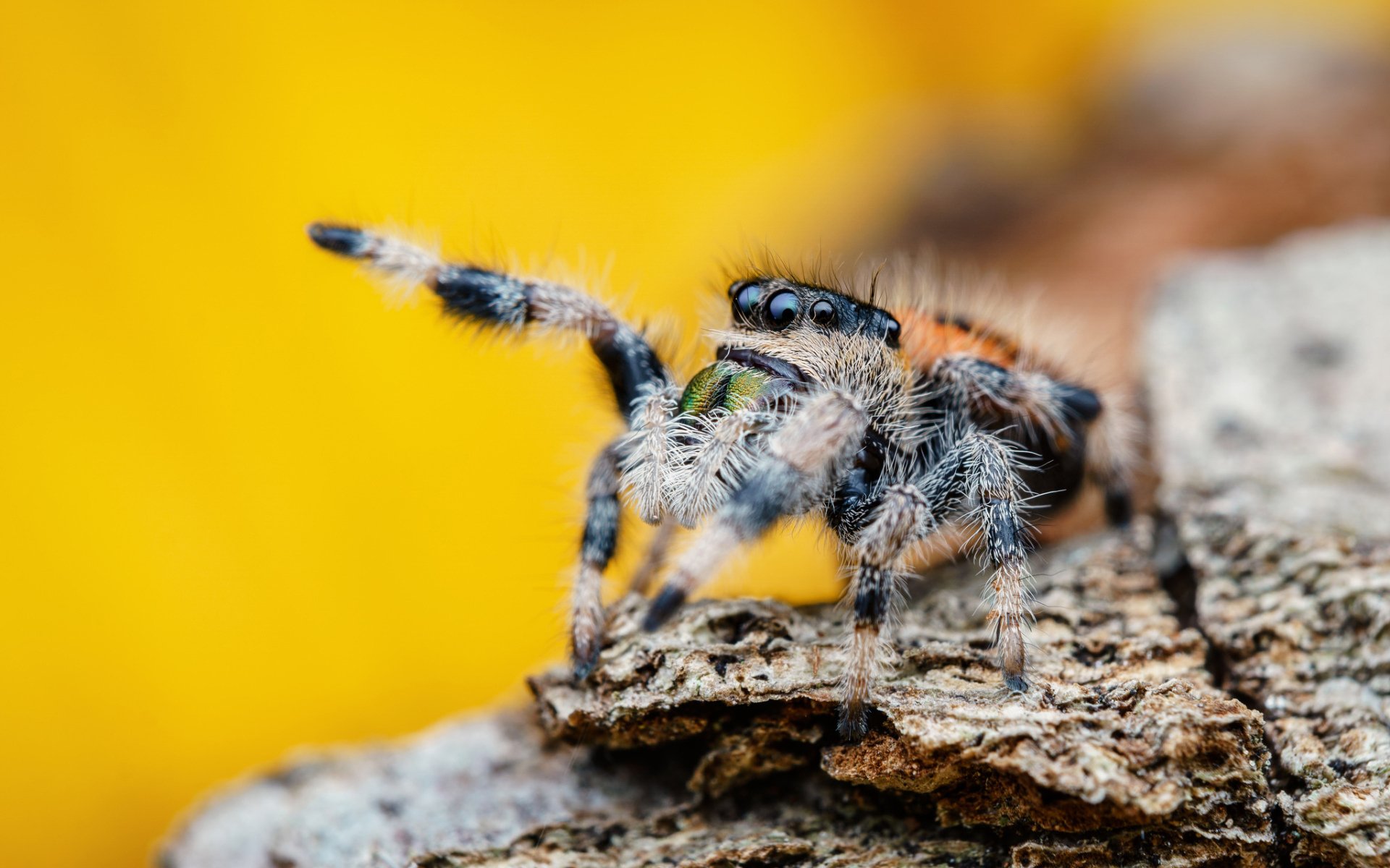 Download Macro Animal Spider HD Wallpaper | 1920x1200 | Wallpaper Abyss