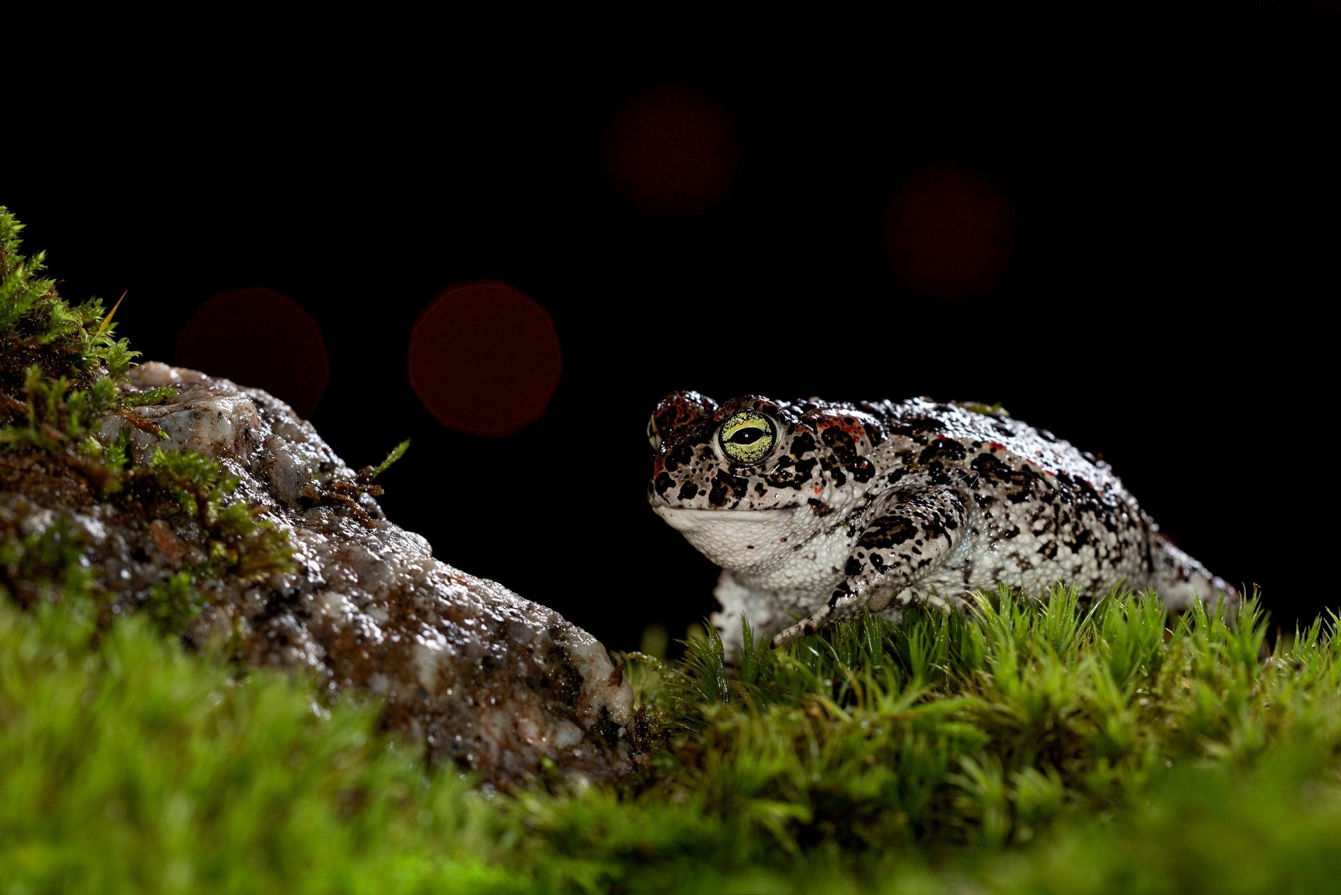 Download Amphibian Animal Toad 4k Ultra HD Wallpaper