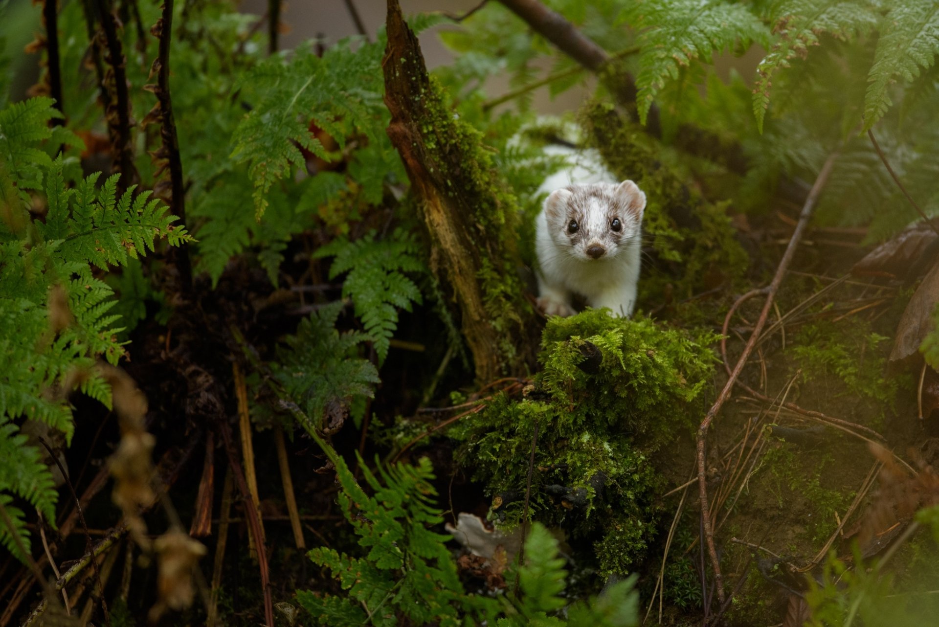 Download Animal Weasel HD Wallpaper