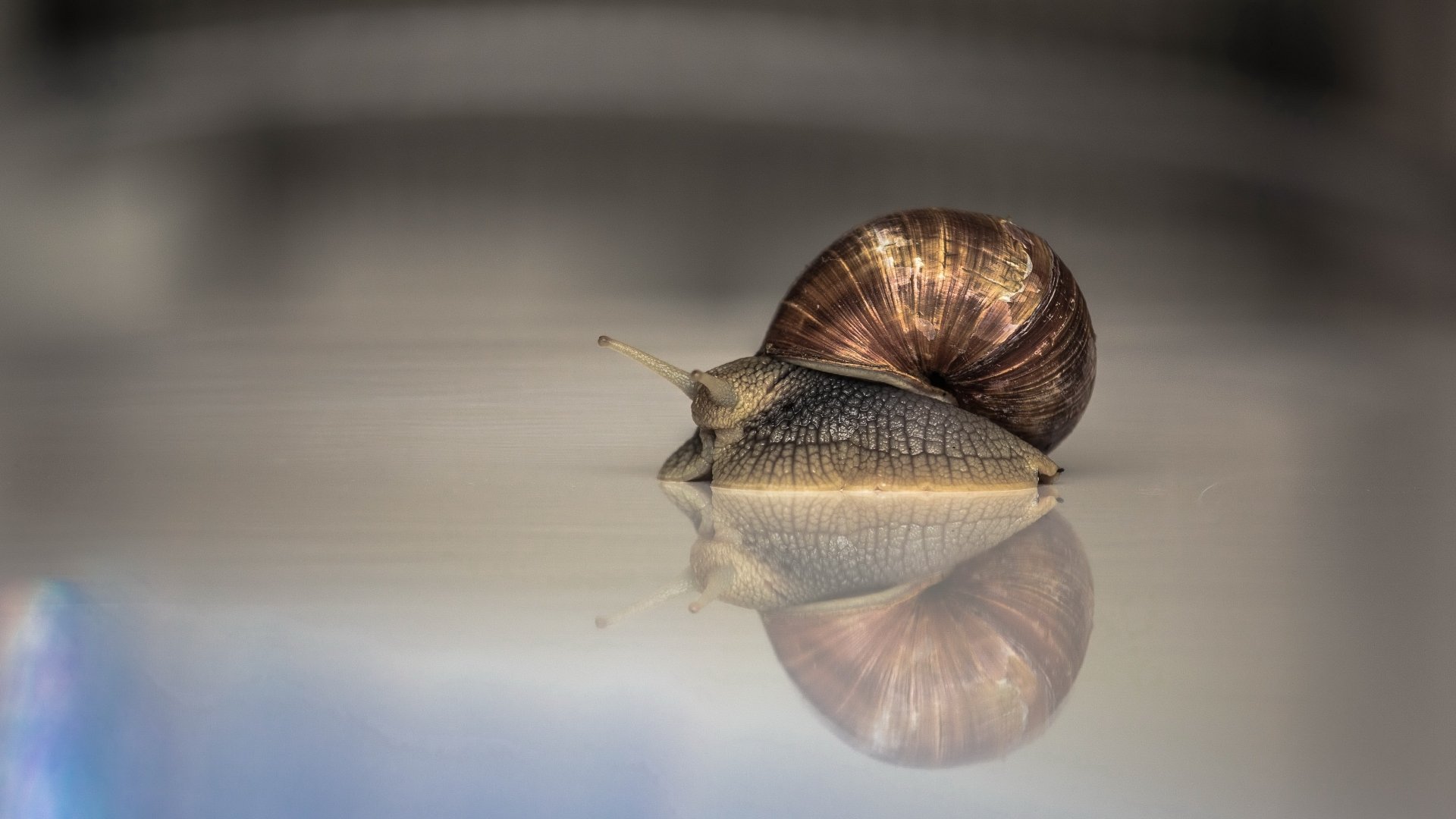 Download Reflection Animal Snail 4k Ultra HD Wallpaper