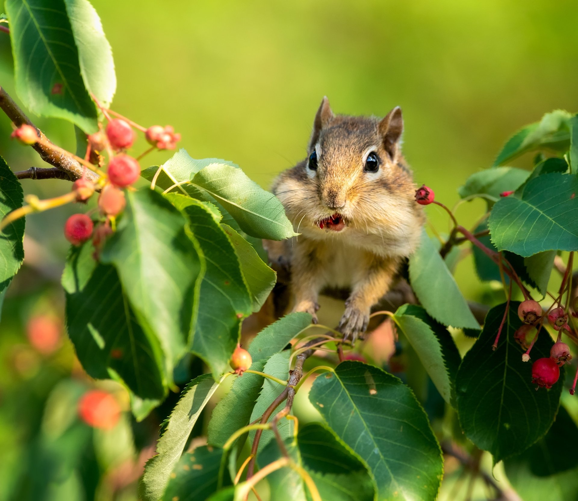 Download Rodent Animal Chipmunk HD Wallpaper