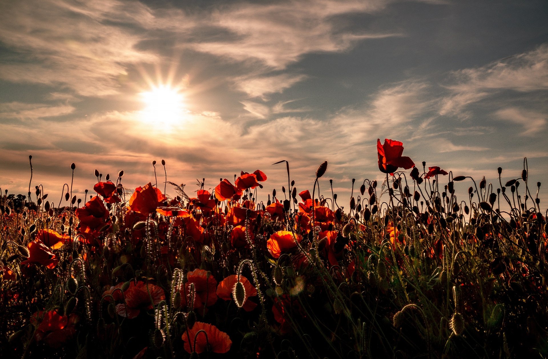 Download Sunrise Summer Red Flower Nature Poppy HD Wallpaper ...