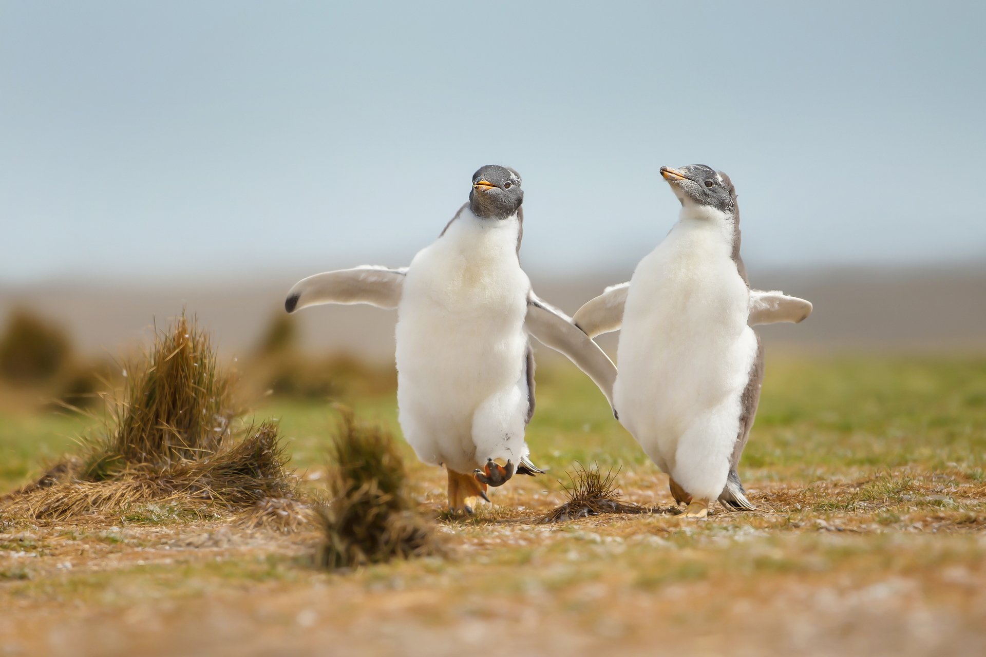 Download Animal Penguin HD Wallpaper