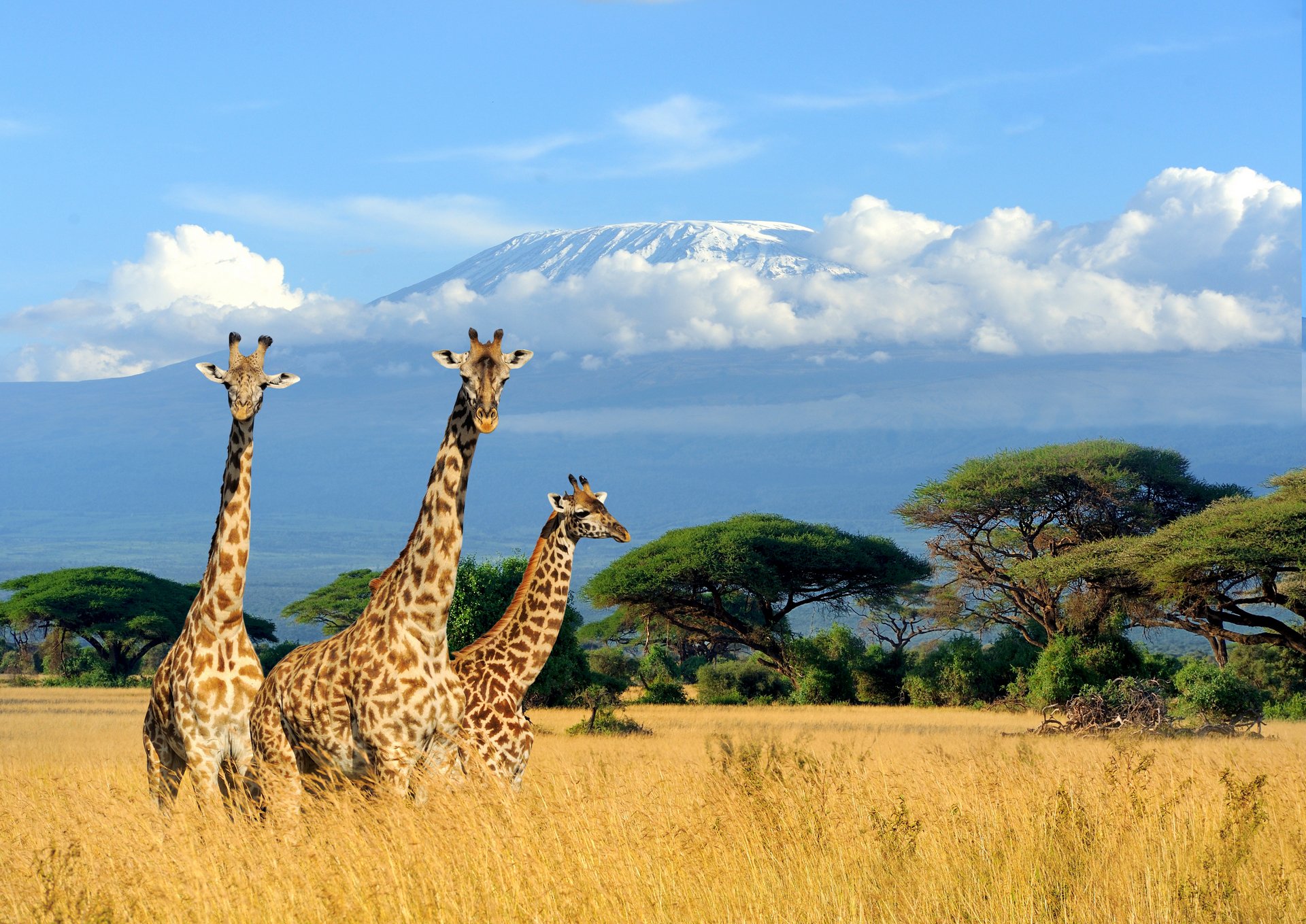 Savanna Sentinels — HD Giraffe Wallpaper | 1920x1359 | Wallpaper Abyss