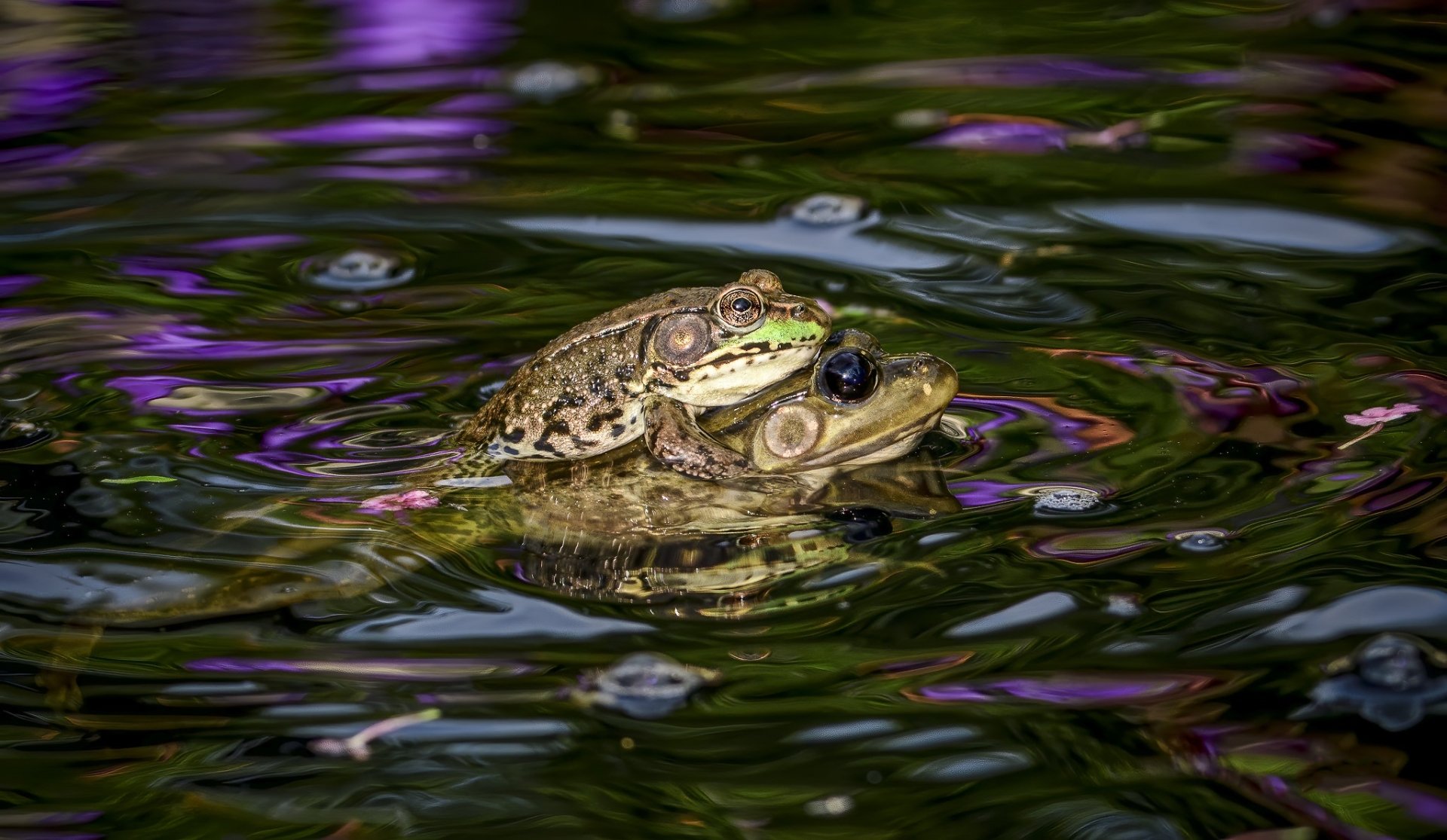 Enchanting Frog Duo: HD Animal Wallpaper in Vibrant Waters