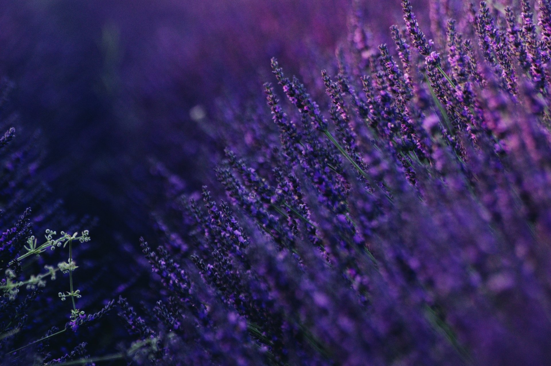 Lavanda Papel de Parede HD | Plano de Fundo | 2048x1362