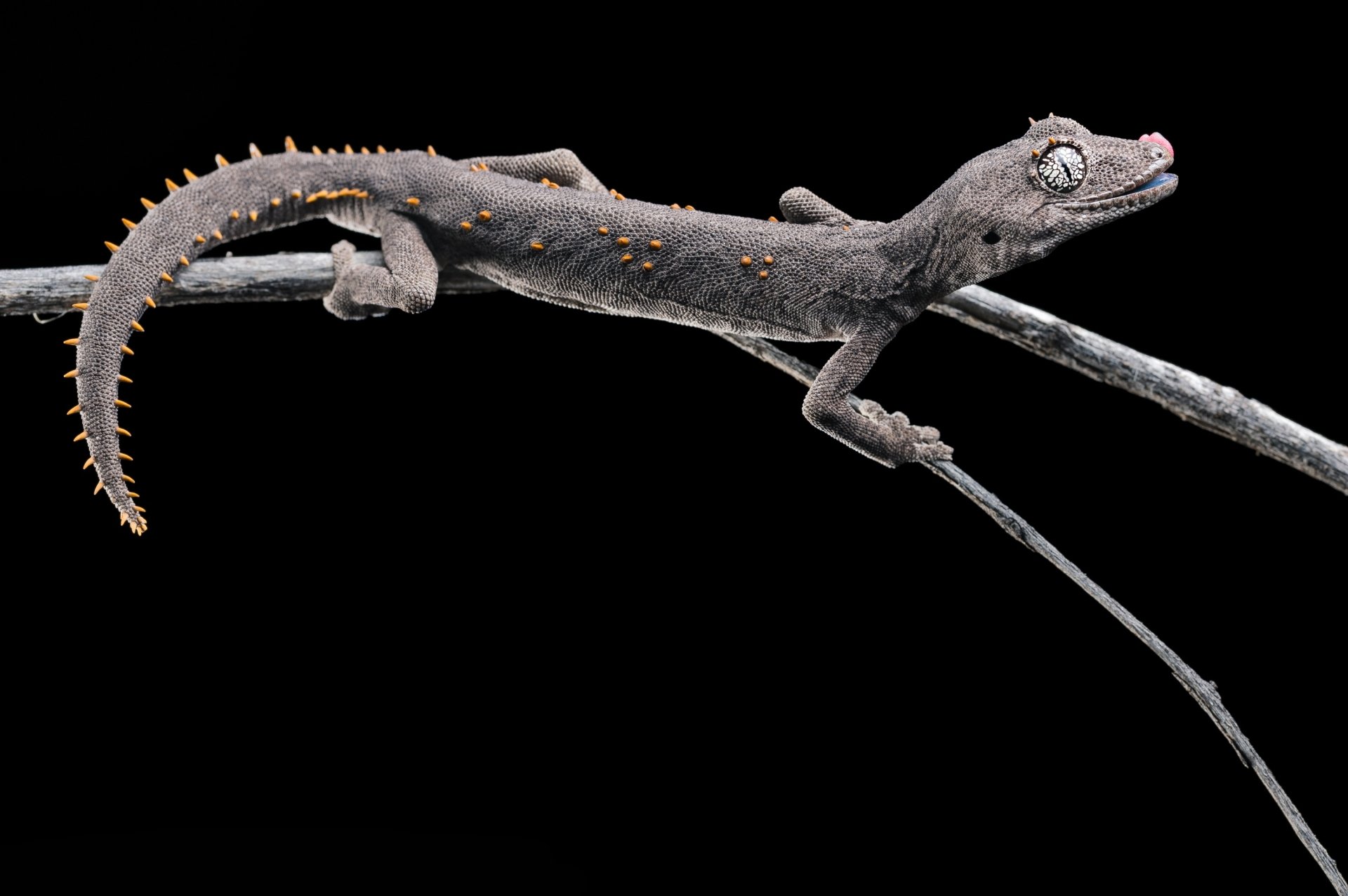 Download Lizard Branch Animal Gecko HD Wallpaper