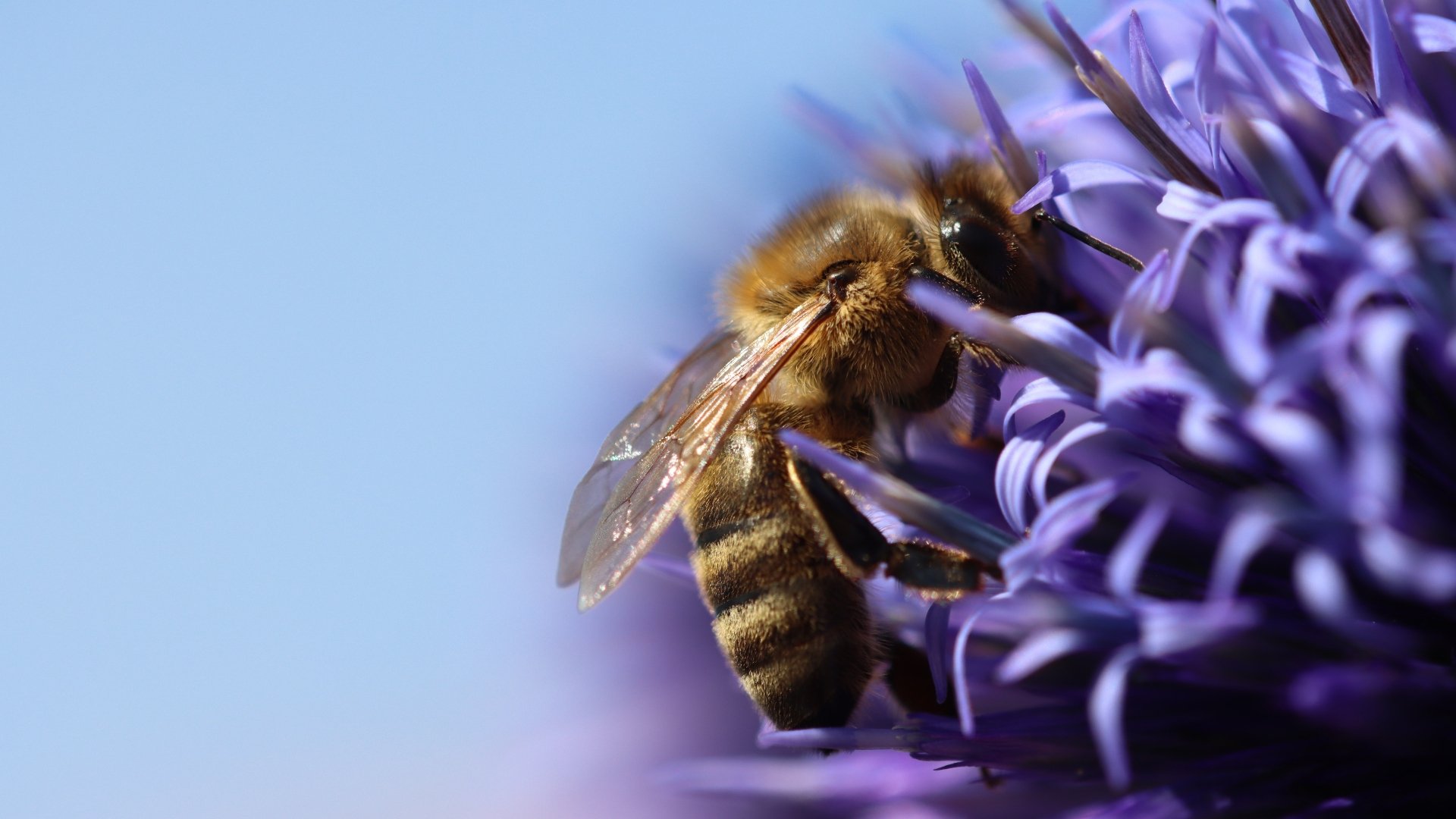 4K Ultra HD Macro: Bee Pollinating Vibrant Purple Flower