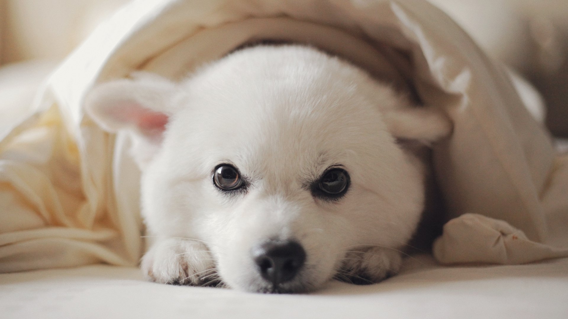 Download Dog Animal Puppy 4k Ultra HD Wallpaper