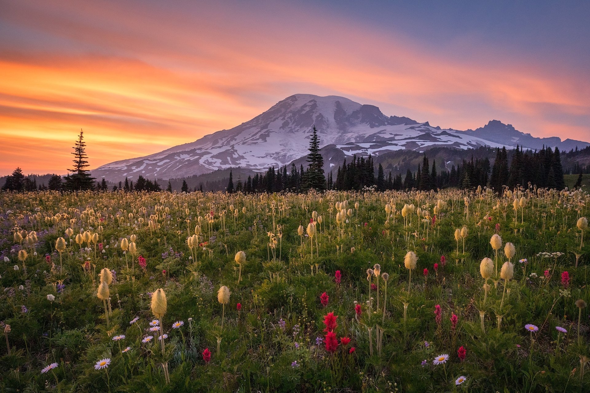 Download Meadow Mountain Flower Sunset Washington (State) Nature Mount ...