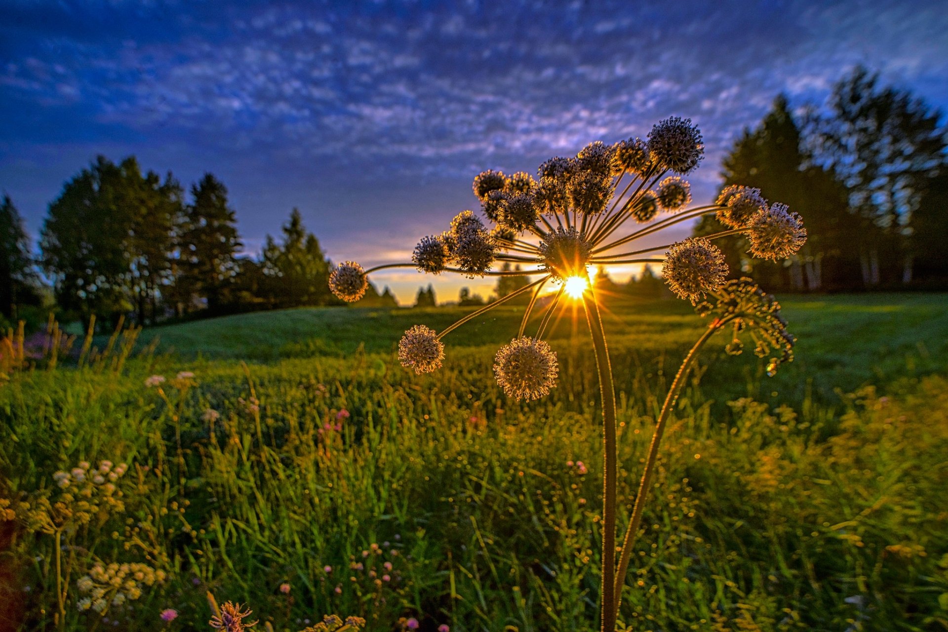 Download Flower Sunset Nature Meadow HD Wallpaper