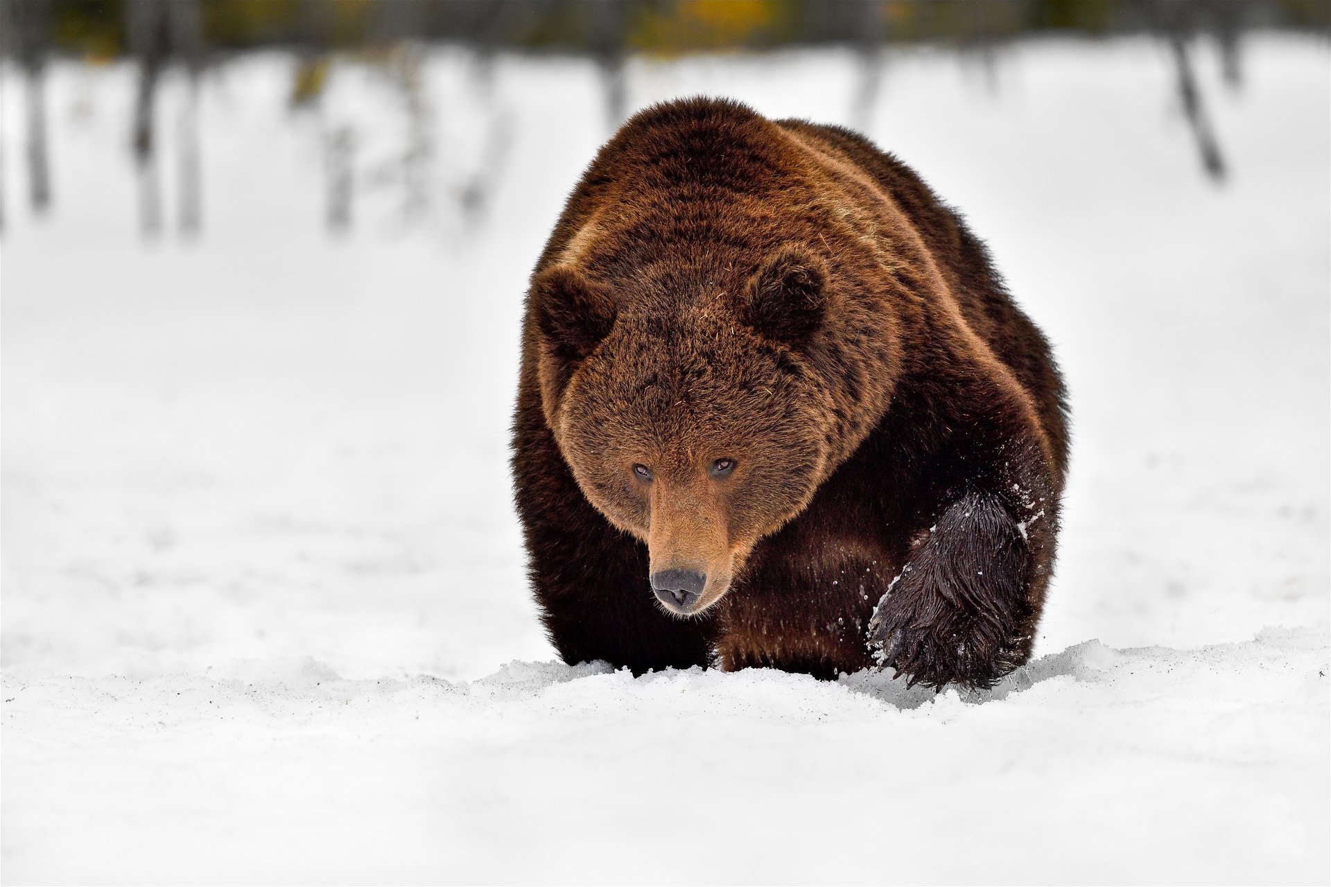 Download Snow Winter Animal Bear HD Wallpaper
