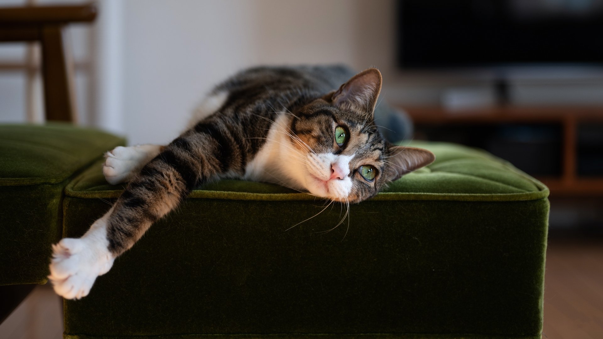 4K Tabby Lounge — Ultra HD Cat Wallpaper | 3840x2160 | Wallpaper Abyss