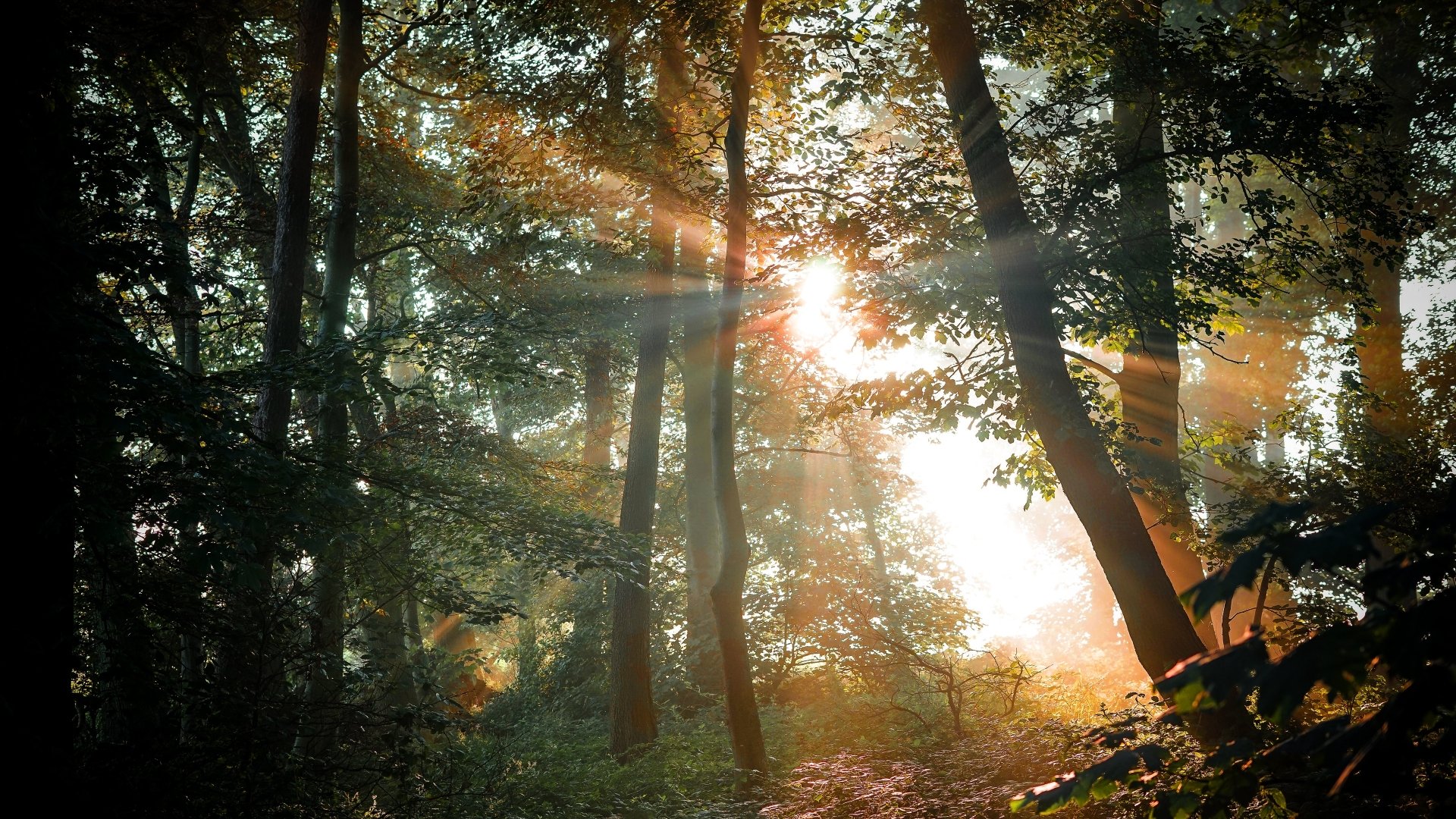 Download Sunlight Forest Nature Sunbeam 4k Ultra HD Wallpaper ...