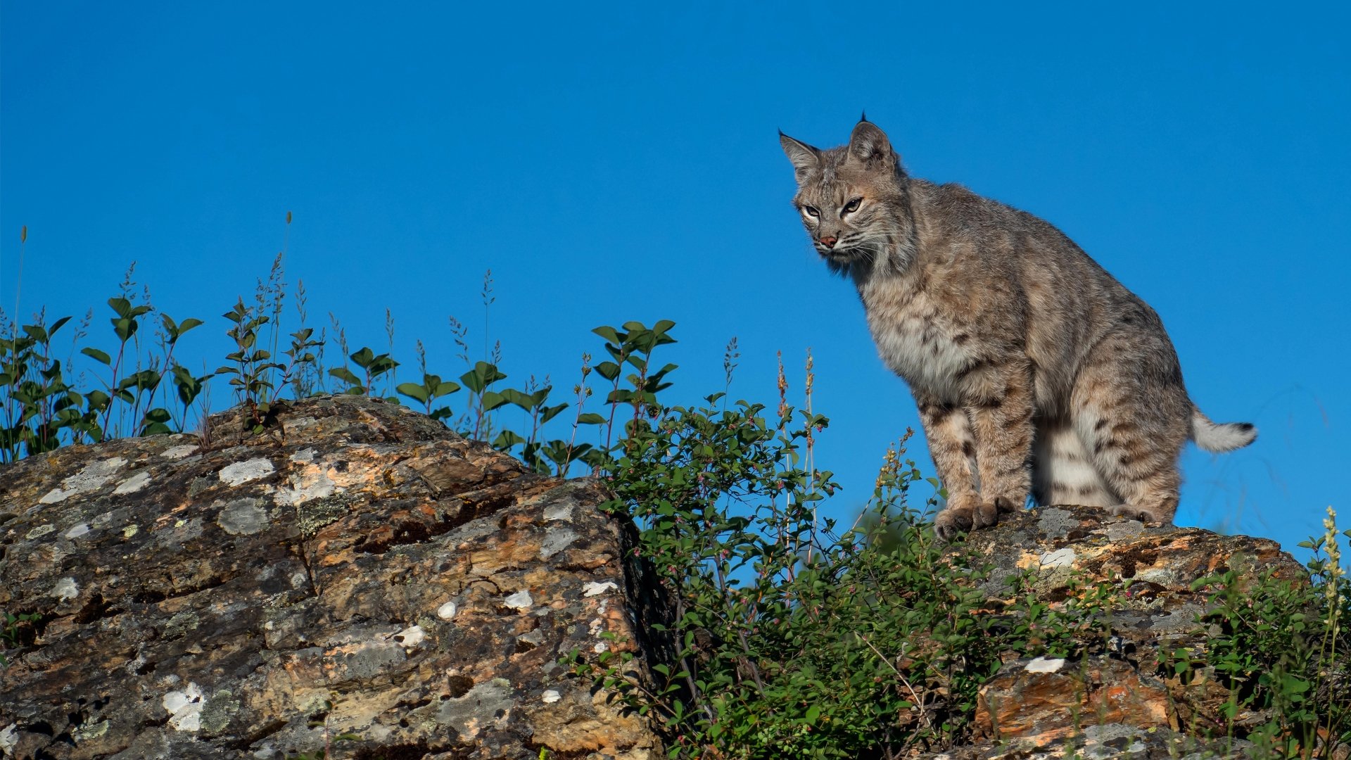Download Animal Lynx 4k Ultra HD Wallpaper