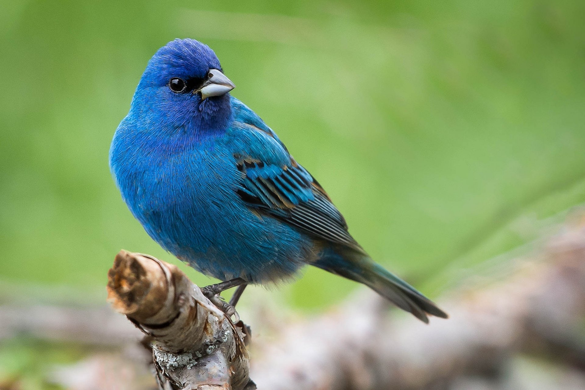 Download Bird Animal Indigo Bunting HD Wallpaper