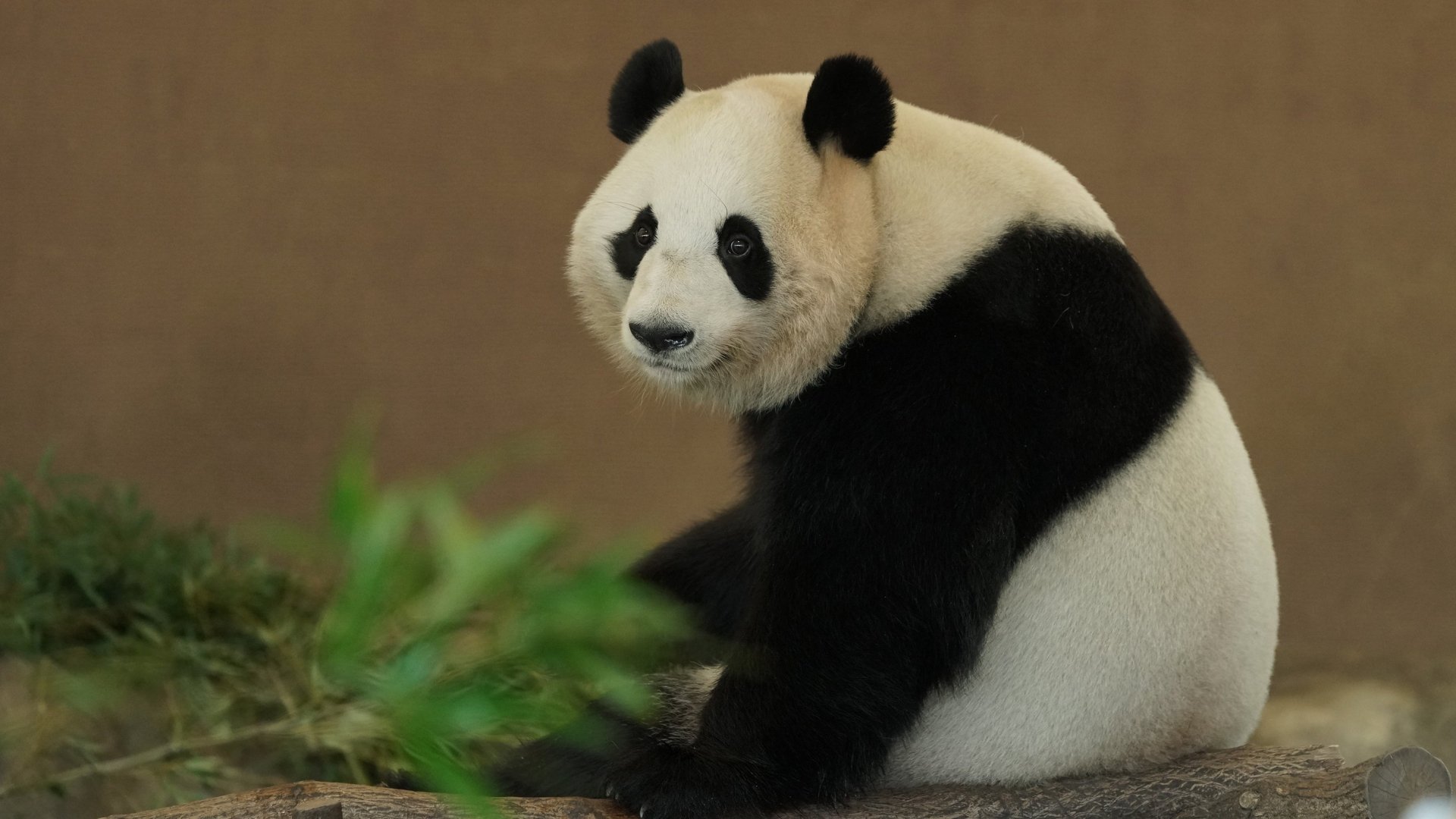 Download Animal Panda HD Wallpaper