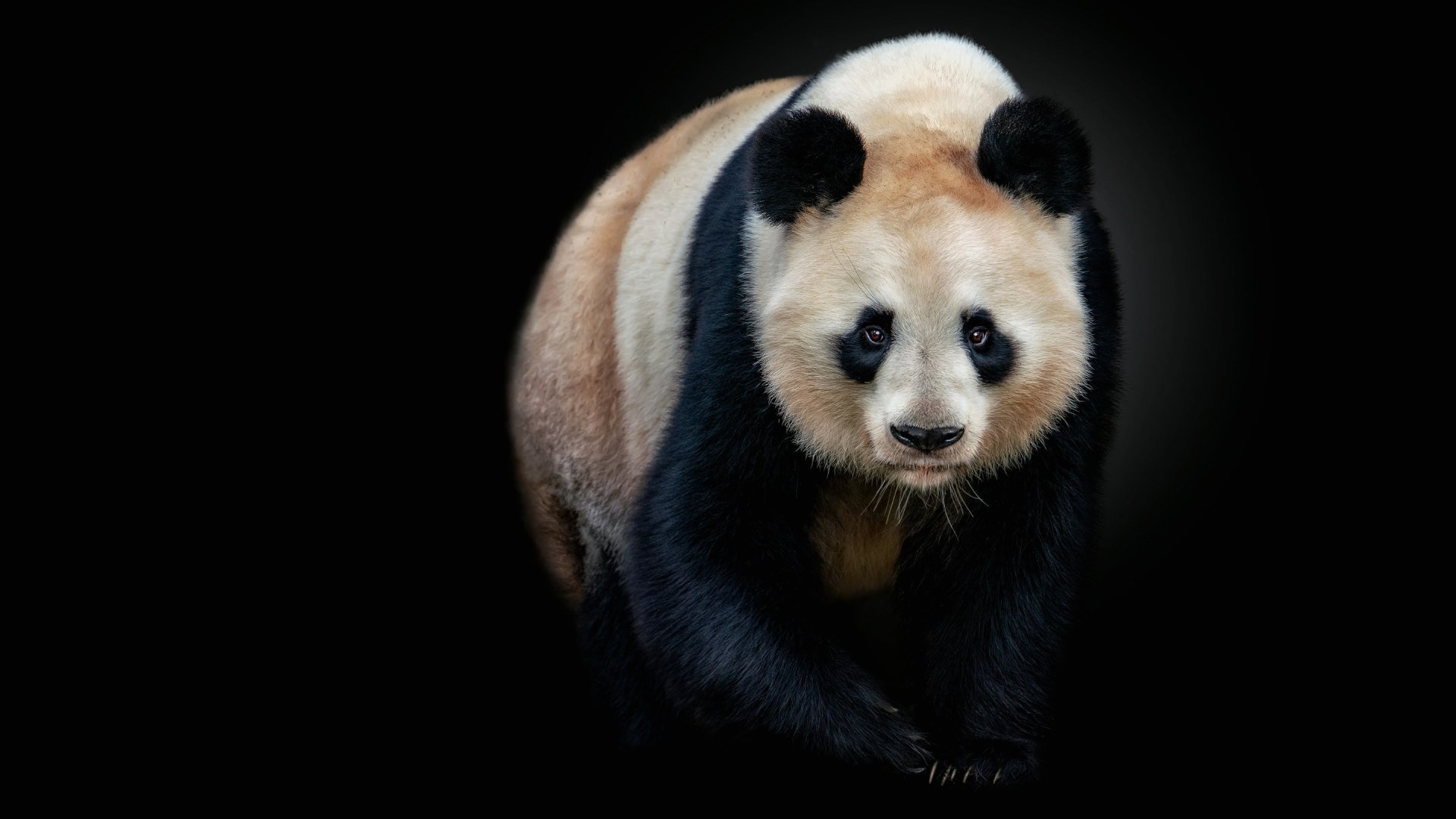 Download Animal Panda HD Wallpaper