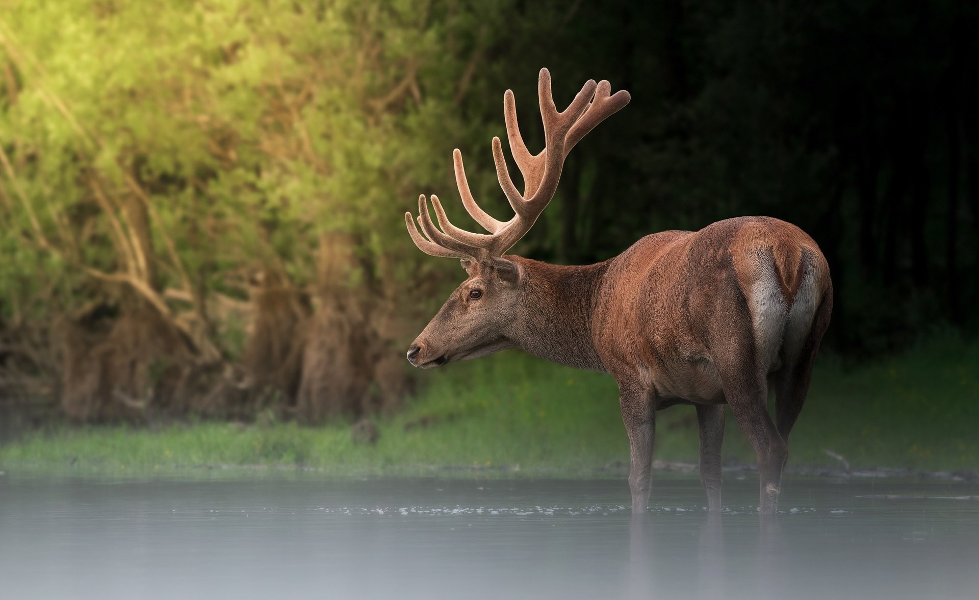 Misty Woodland Stag — HD Deer Wallpaper