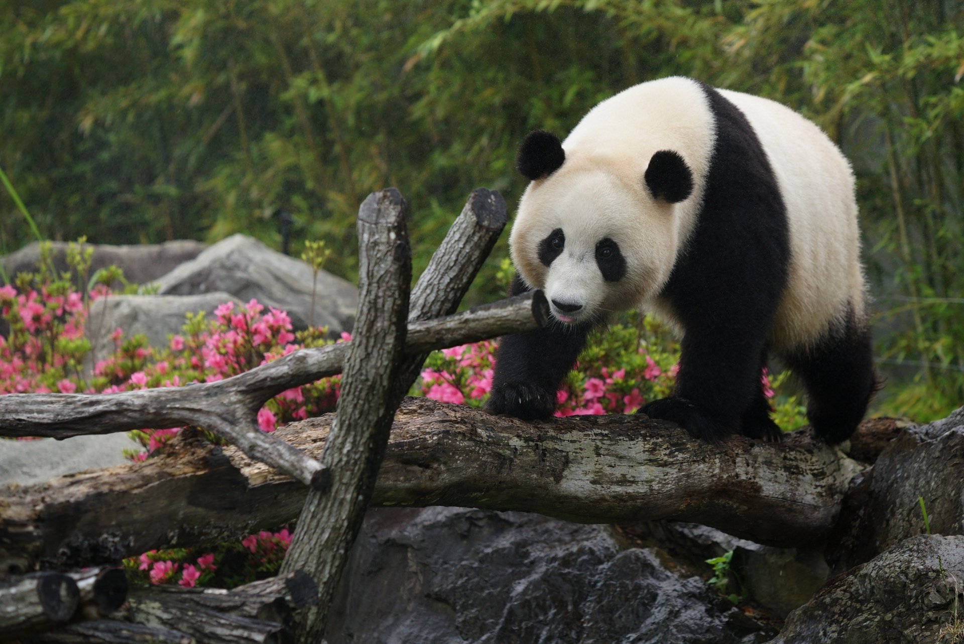 Download Animal Panda HD Wallpaper