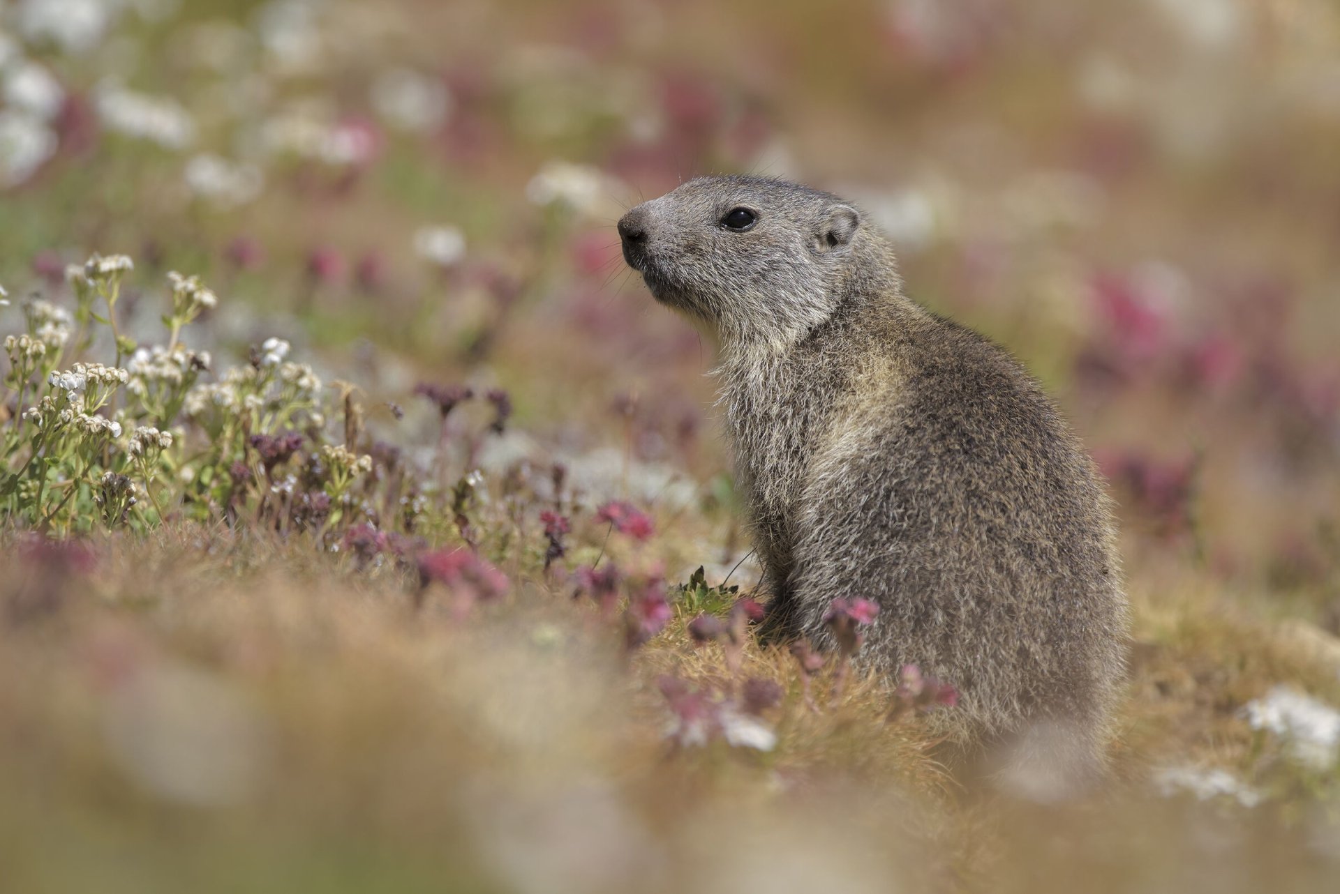 Download Animal Marmot HD Wallpaper