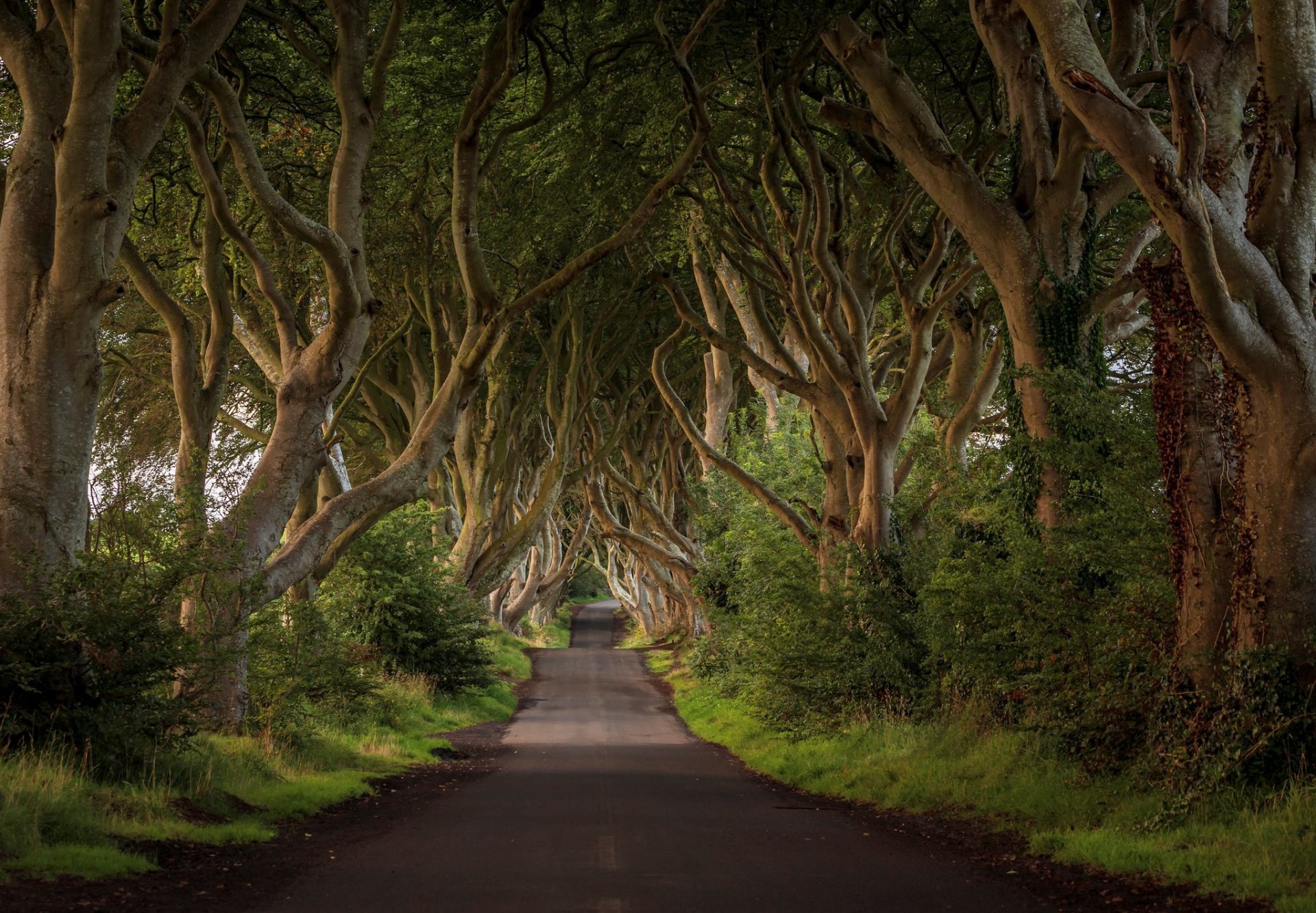Mystic Tree Tunnel Road - HD Nature Wallpaper | 2047x1420 | Wallpaper Abyss
