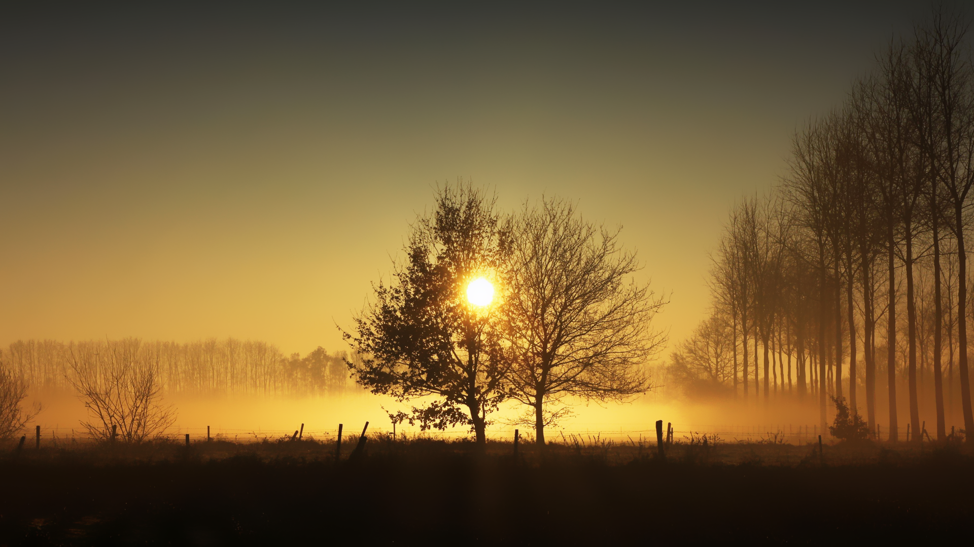 Download Nature Fog Evening Sun Tree Sunset 4k Ultra HD Wallpaper by ...
