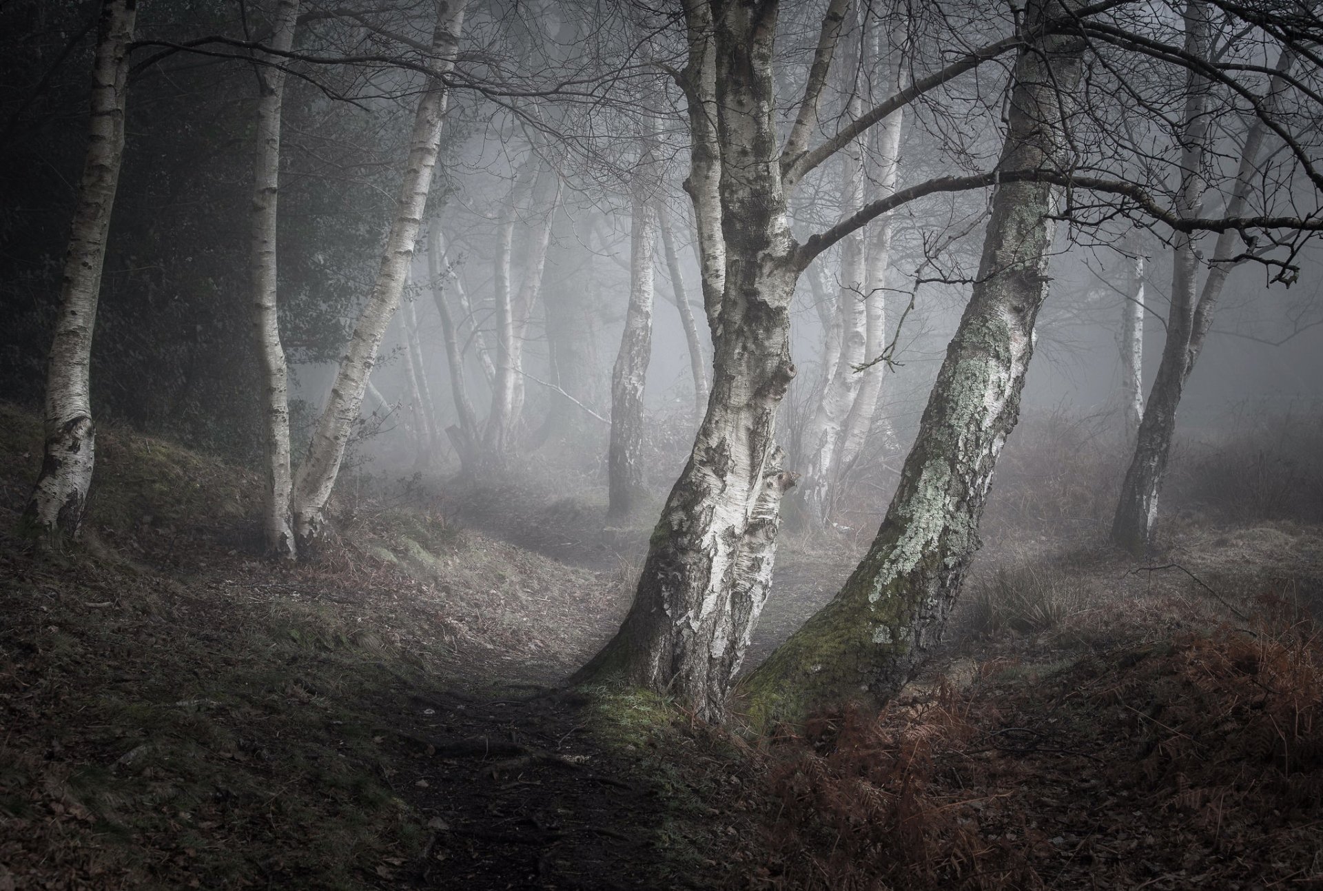 Download Fog Nature Forest HD Wallpaper