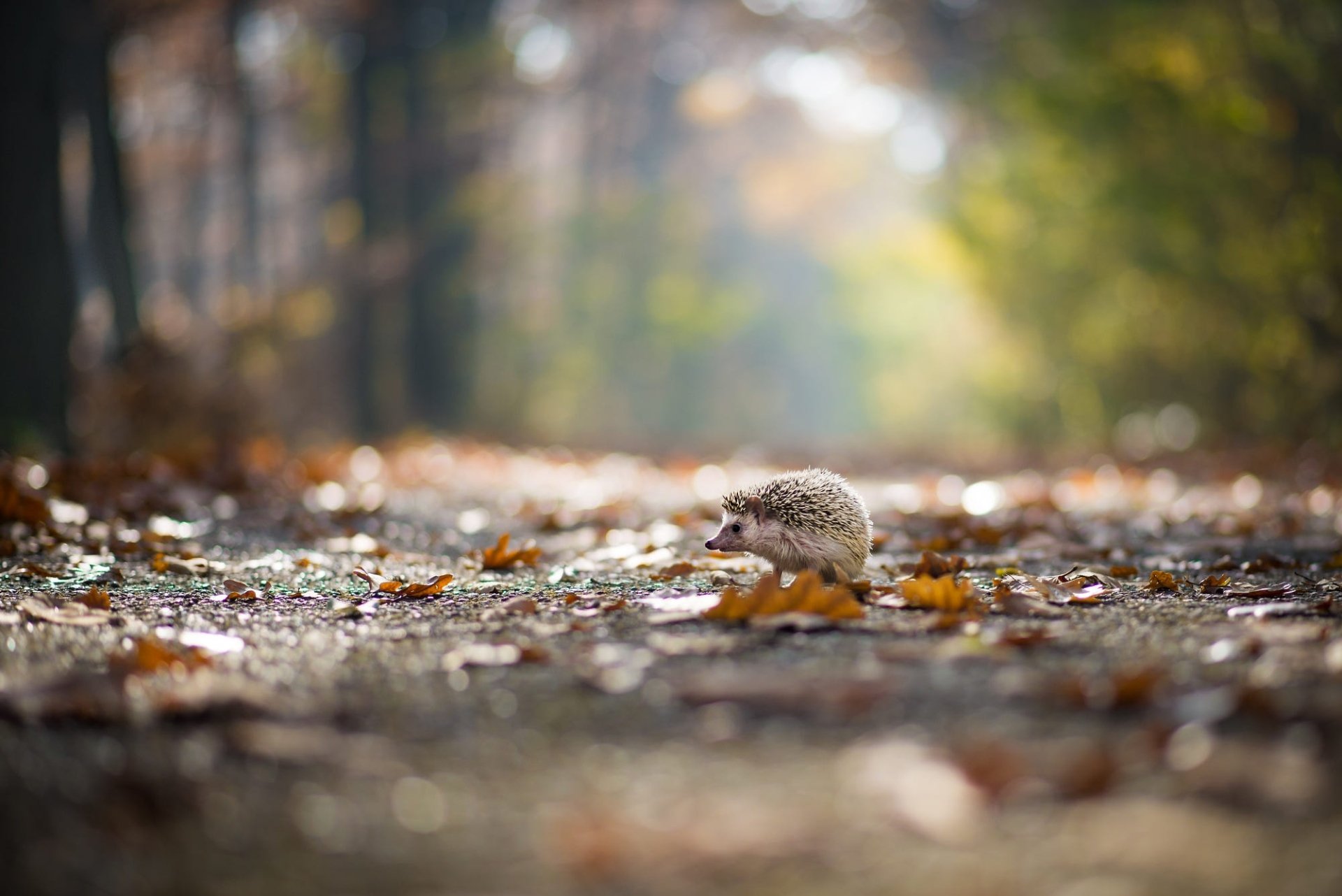 Download Depth Of Field Animal Hedgehog HD Wallpaper