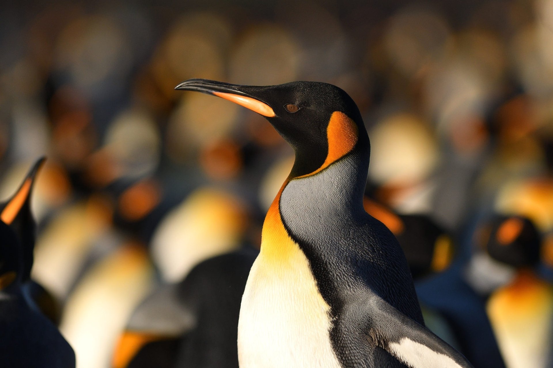 Cool Penguin Wallpaper