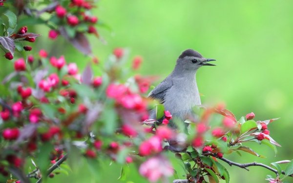 Little Bird on Flower HD Wallpaper | Background Image | 2048x1365