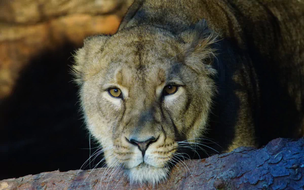 [10+] Lioness 4k Wallpapers