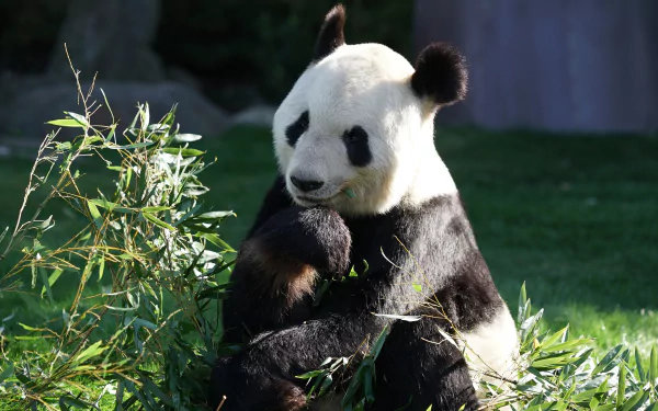 [30+] Panda 4k Wallpapers