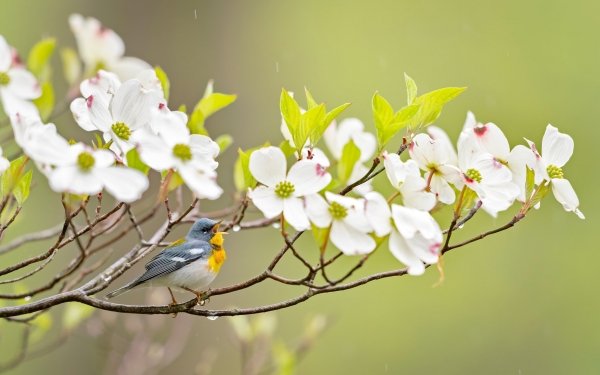 Little Bird on Flower HD Wallpaper | Background Image | 2048x1365