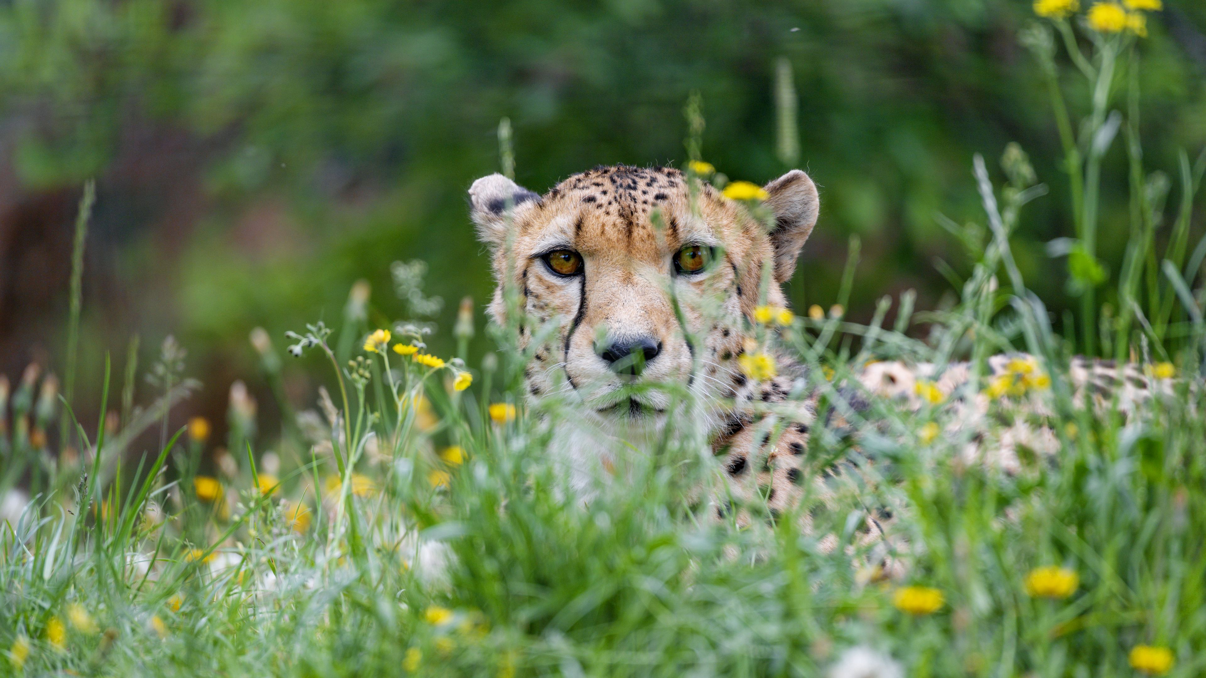 Download Grass Animal Cheetah 4k Ultra HD Wallpaper